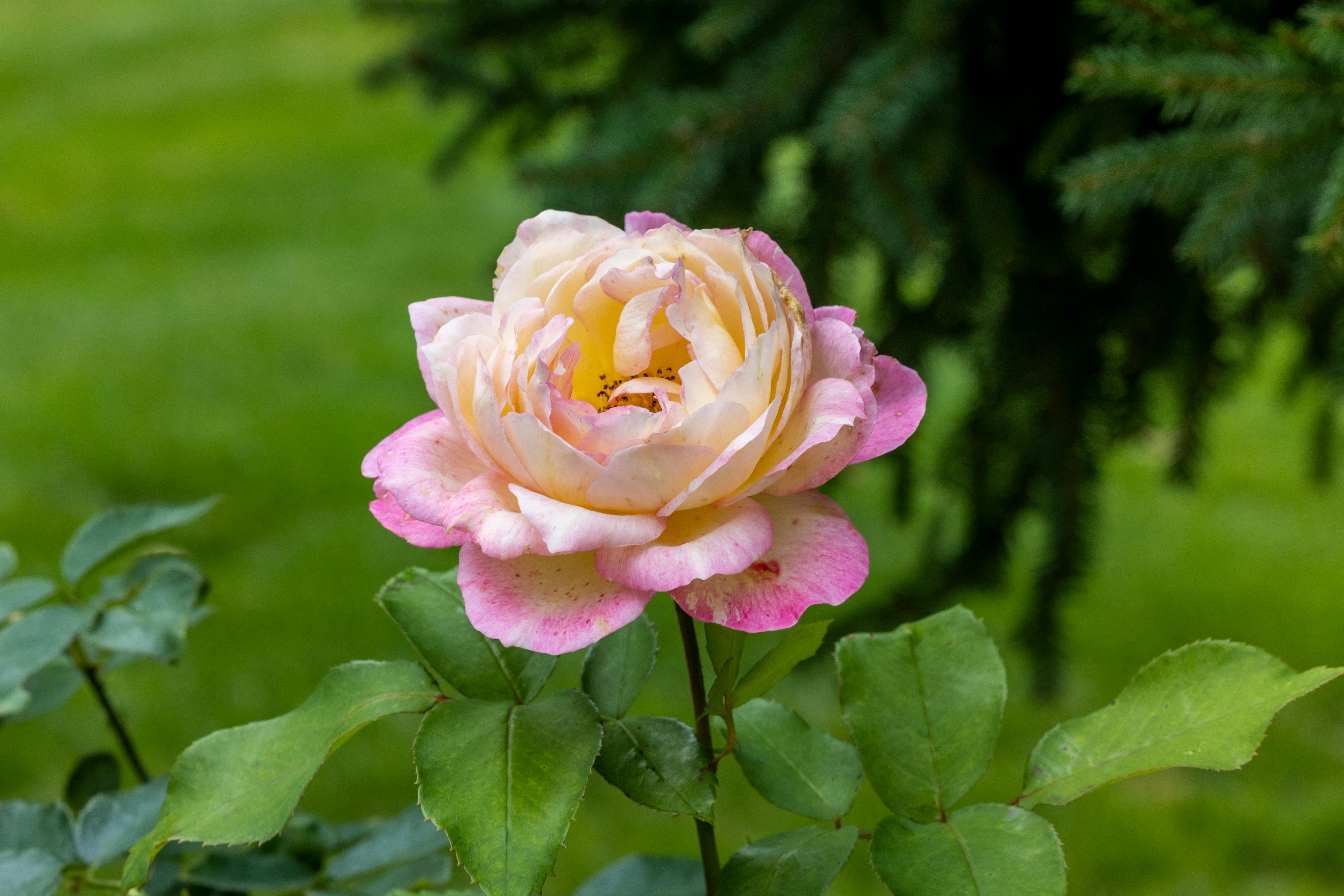A Pink Rose in Bloom · Free Stock Photo