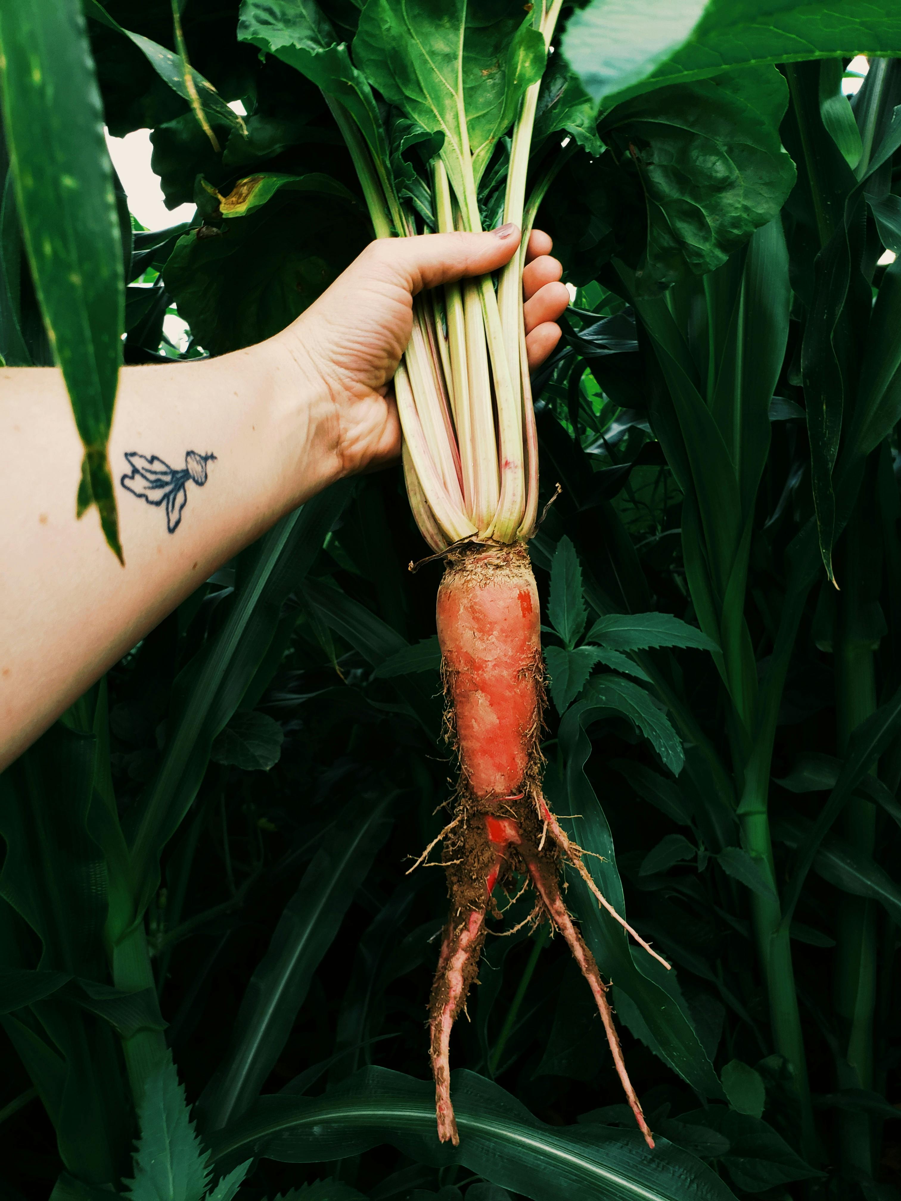 Vegtables Photos, Download The BEST Free Vegtables Stock Photos & HD Images