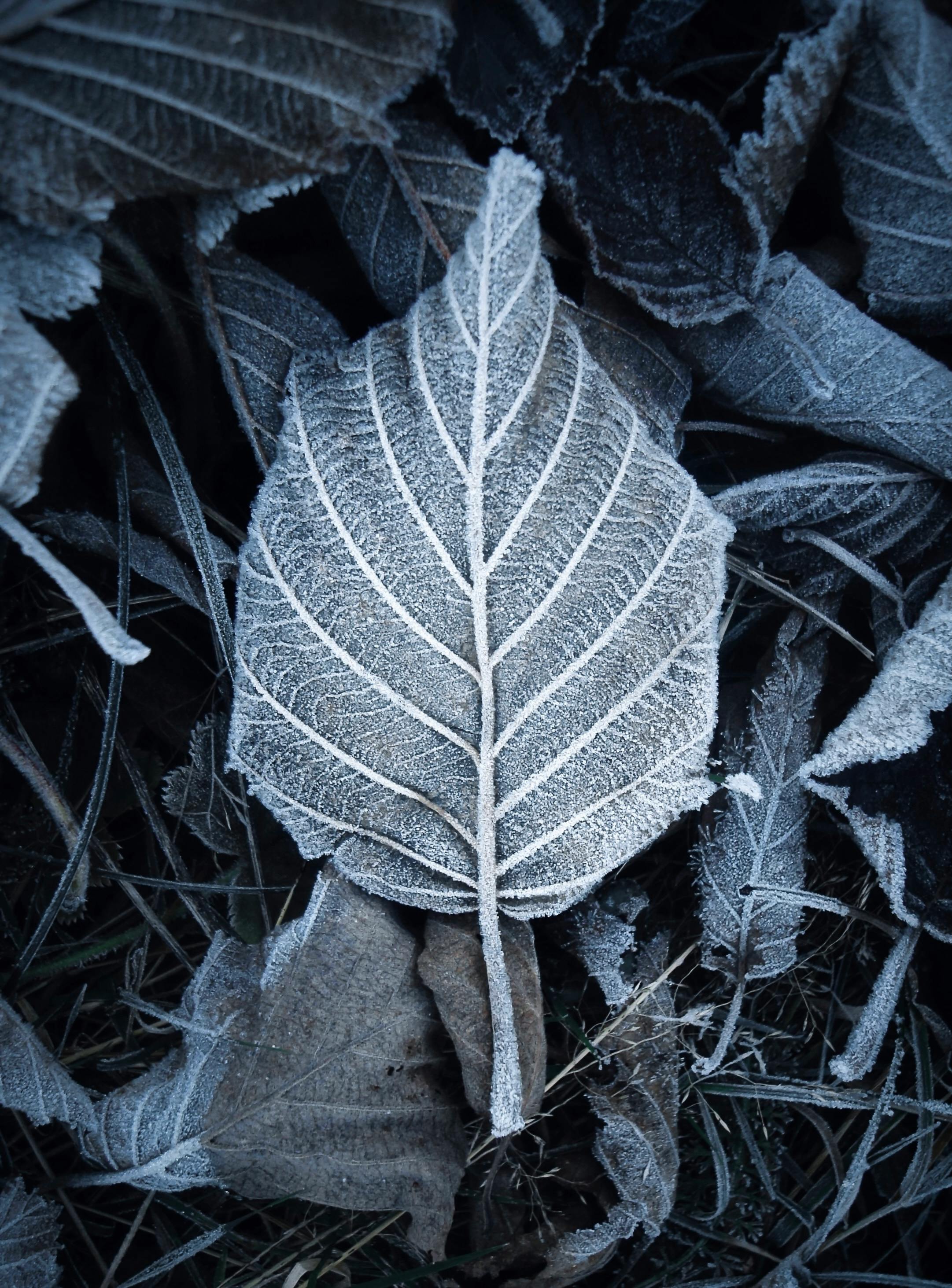 Dark Green Leaf Photos, Download The BEST Free Dark Green Leaf Stock ...