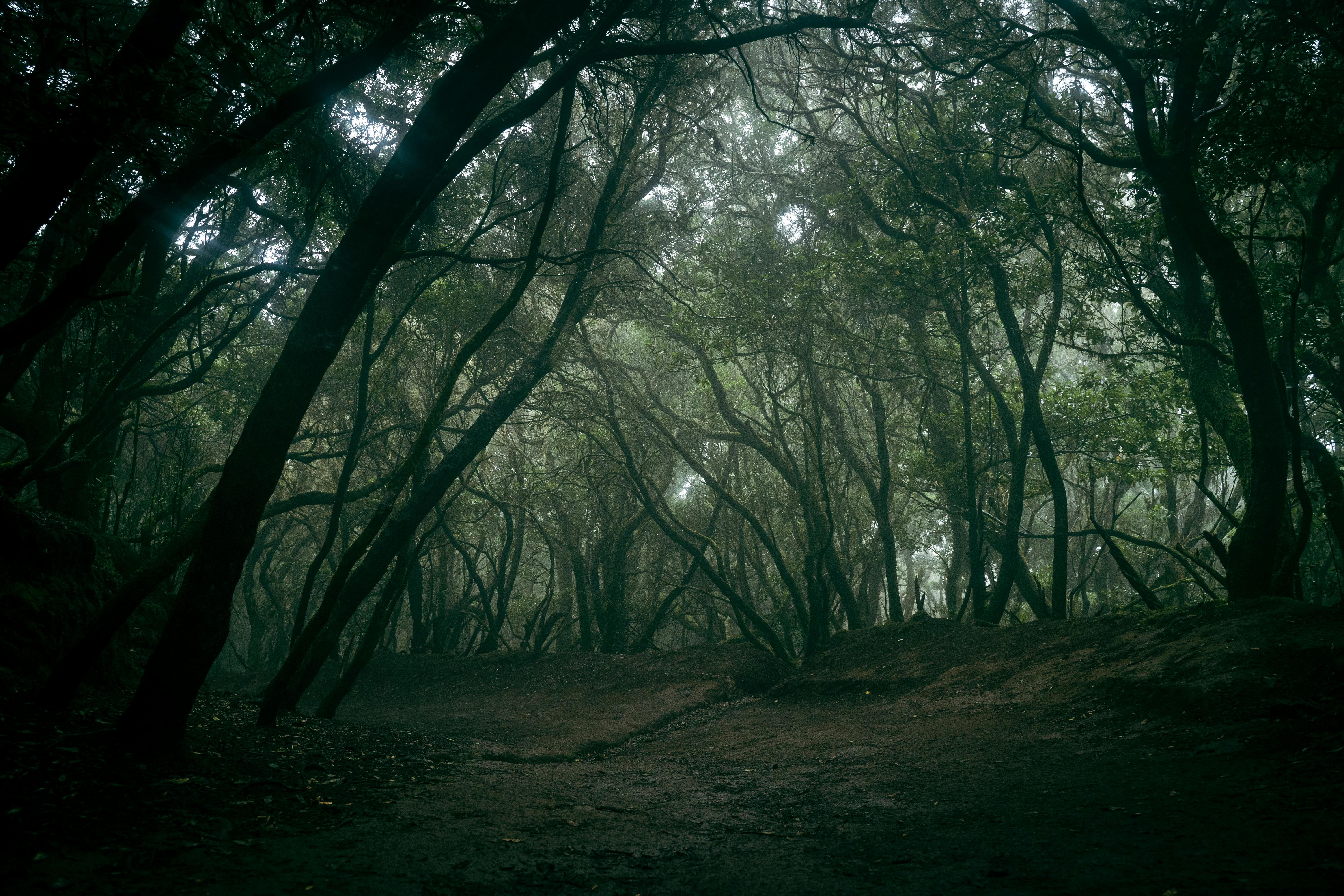 Trail Under Forest Trees · Free Stock Photo