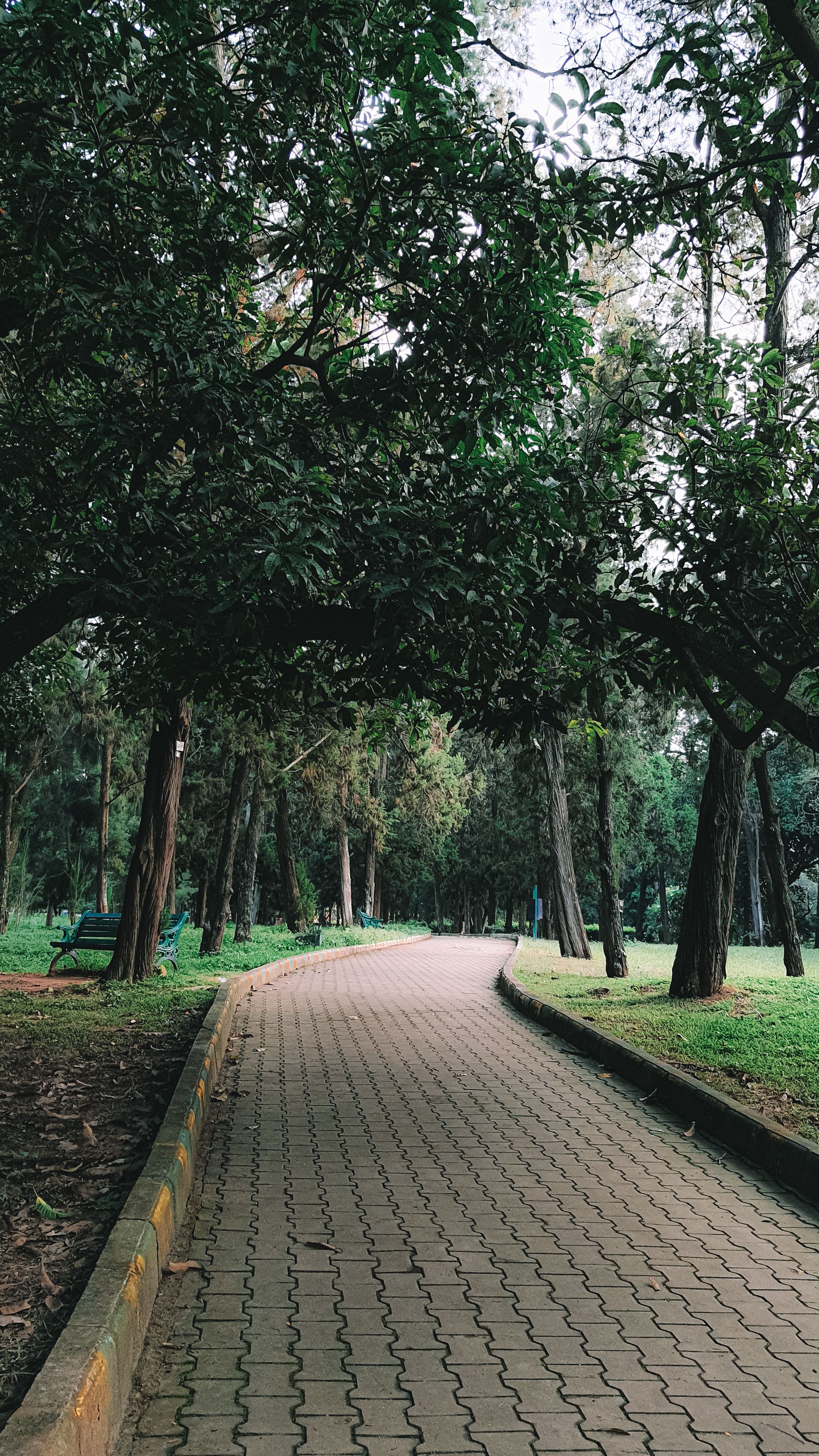 Pathway surrounded by greens · Free Stock Photo