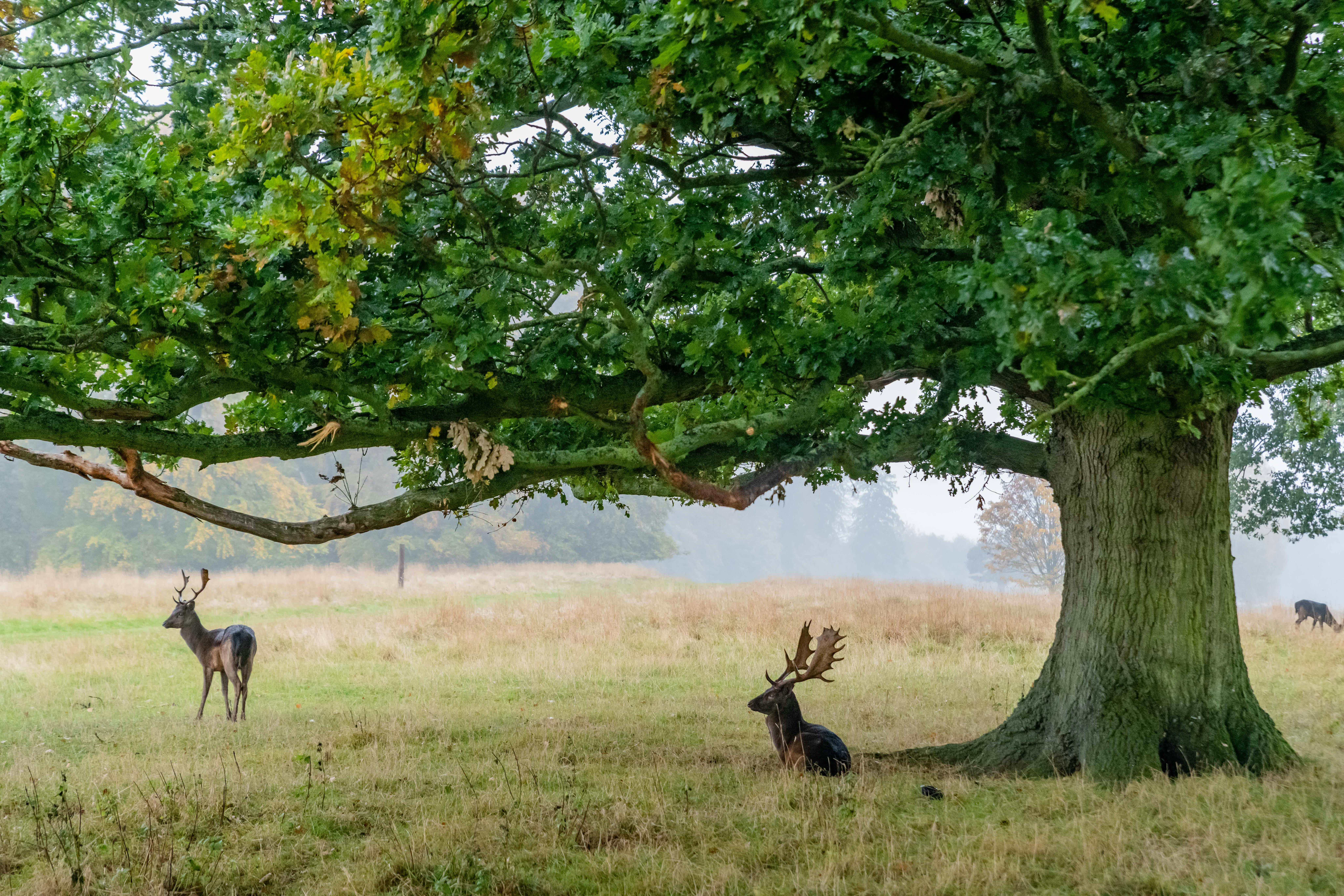 Lying Under Tree Photos, Download The BEST Free Lying Under Tree Stock ...