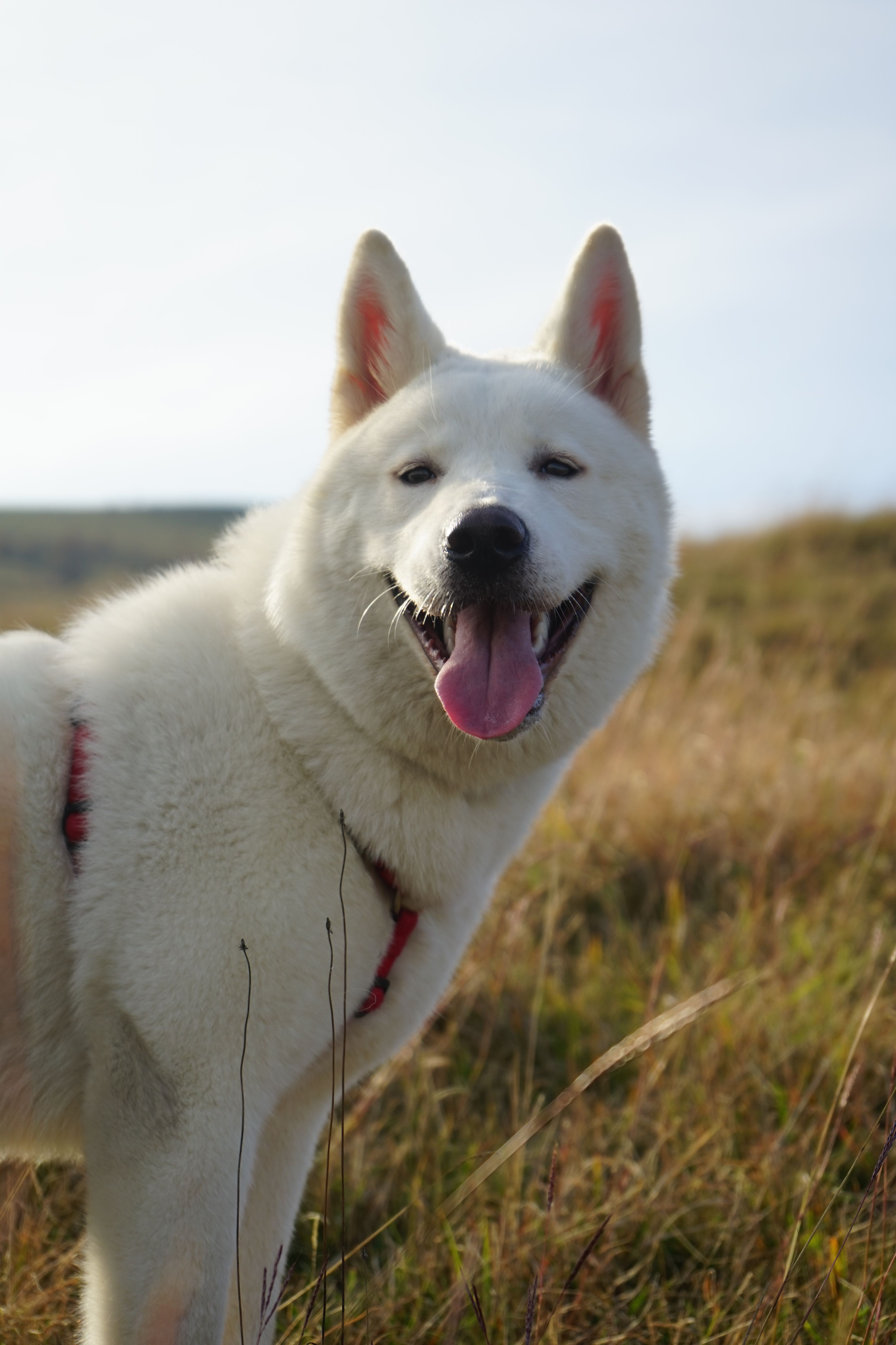 A Dog Biting a Bone · Free Stock Photo