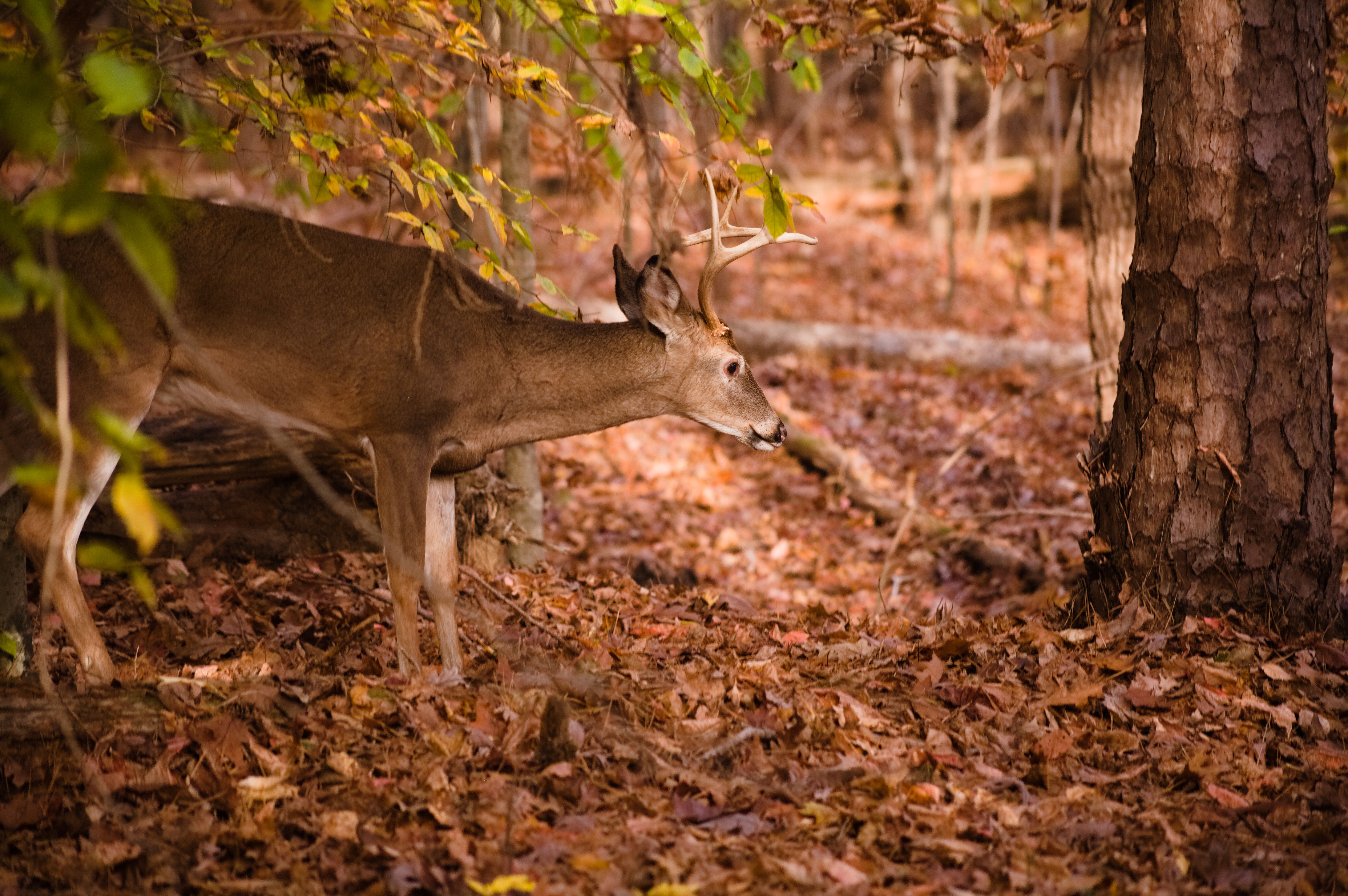 Photo of White-Tailed Deer · Free Stock Photo