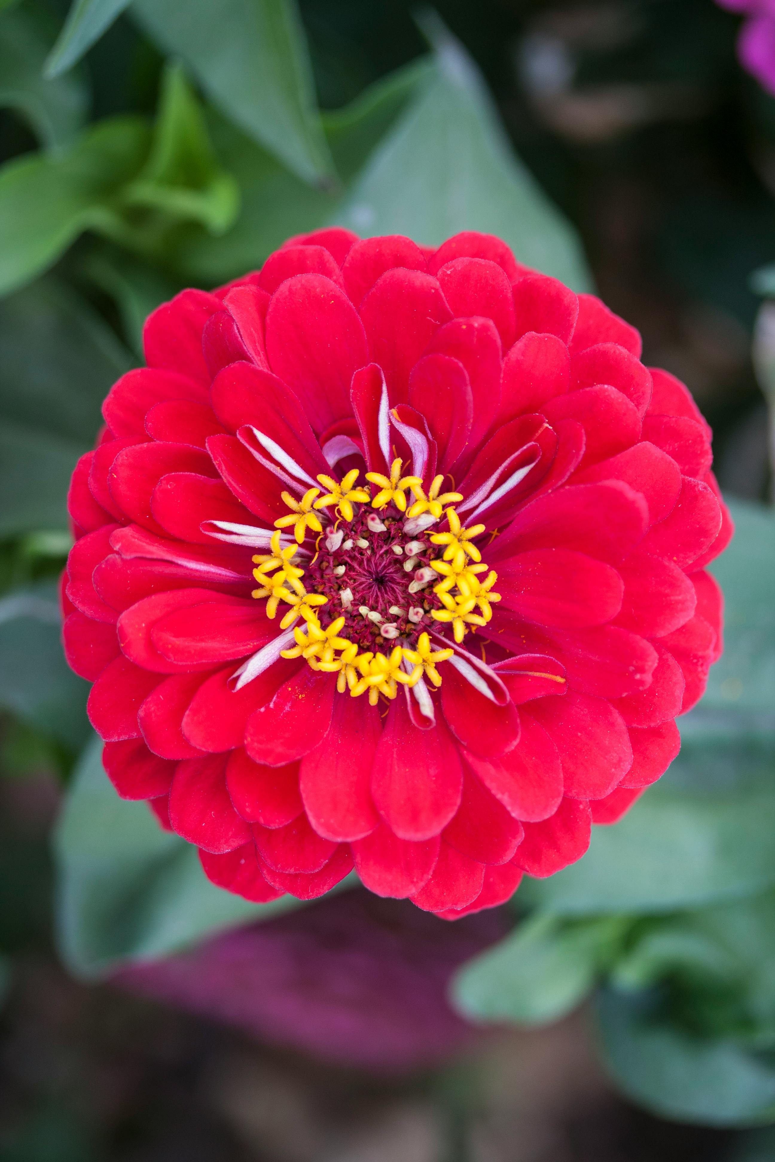 Free stock photo of botany, close up, color image