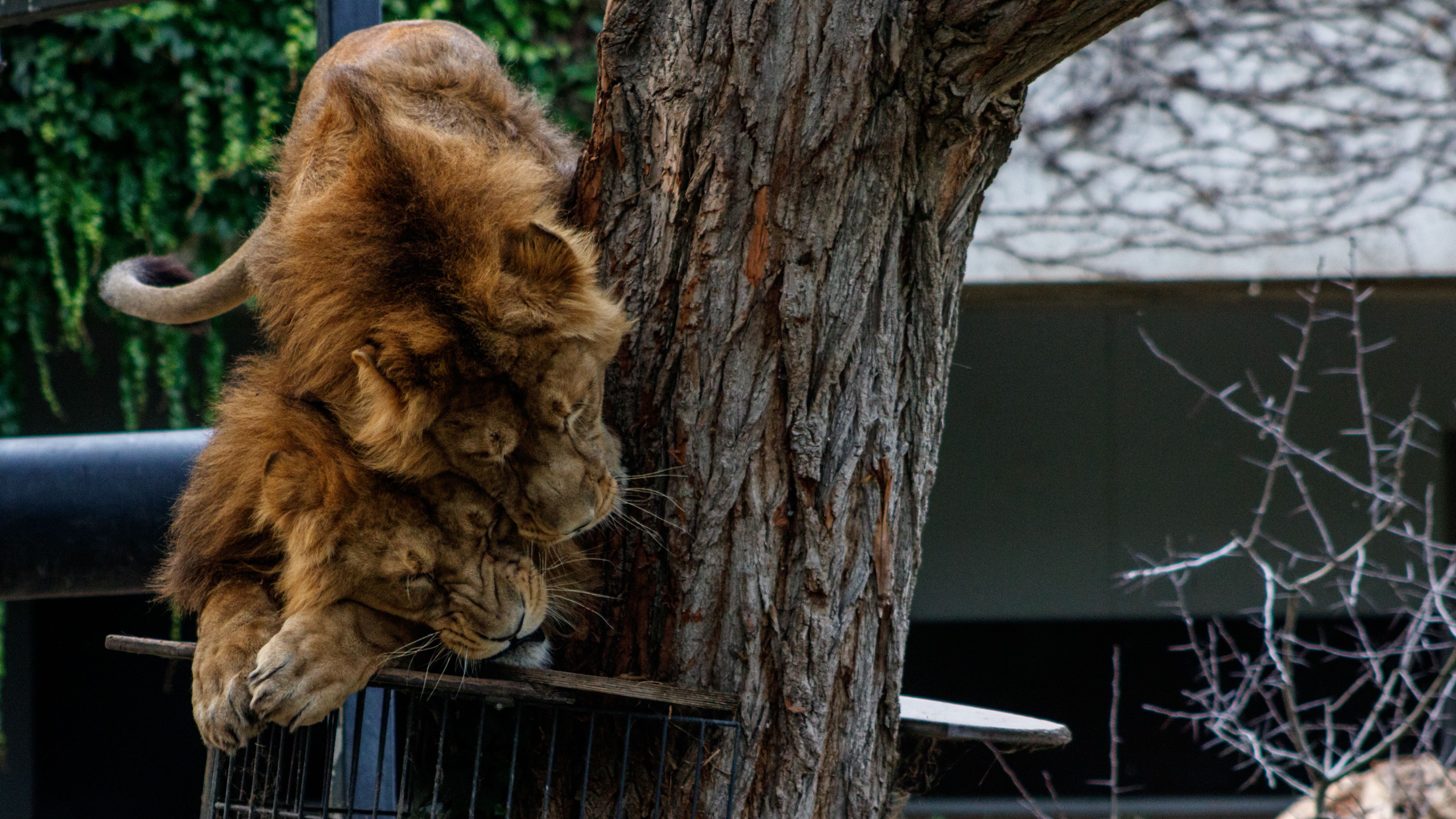 Photograph of Lions Beside a Brown Tree · Free Stock Photo