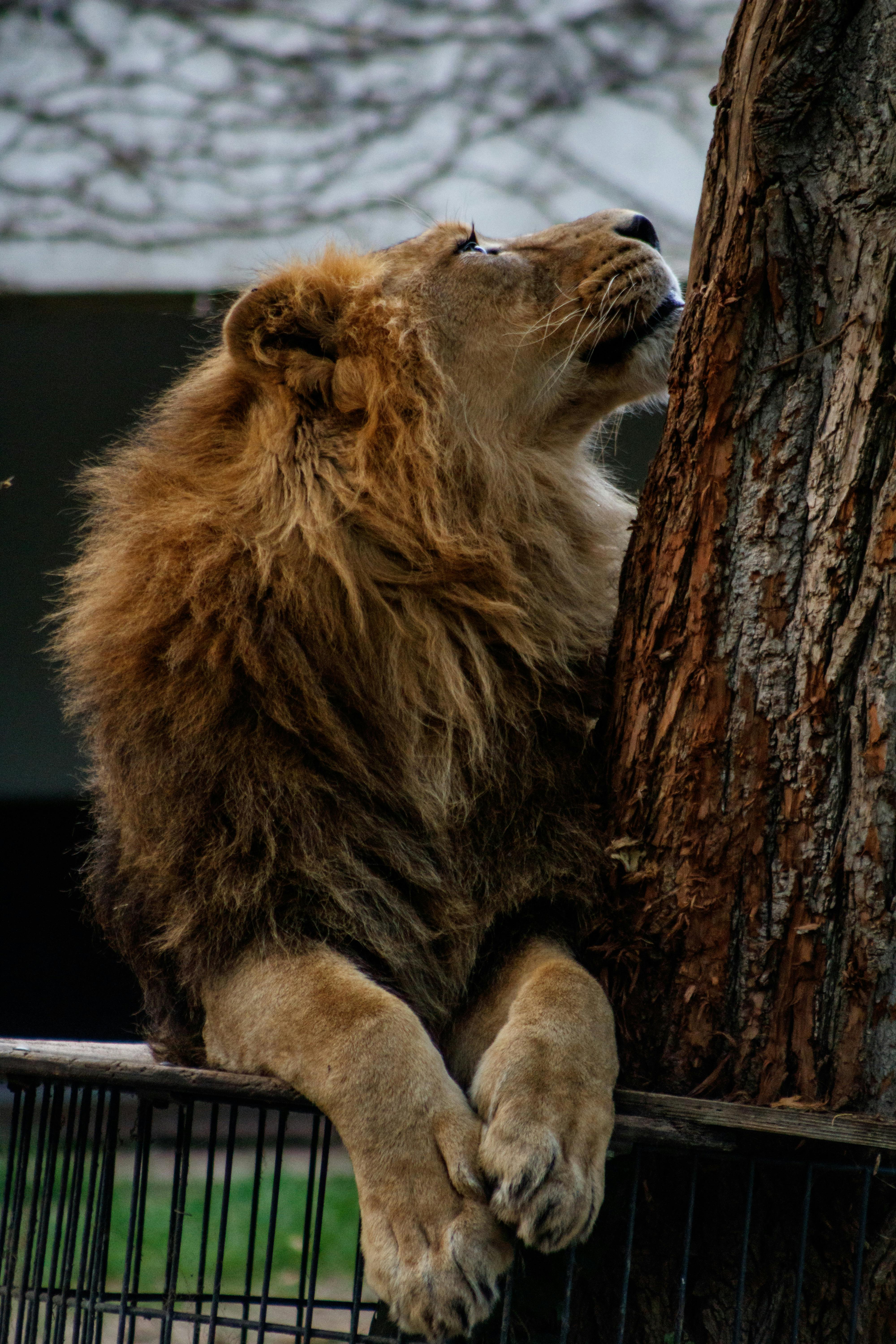 Photo of a Lion in the Zoo · Free Stock Photo