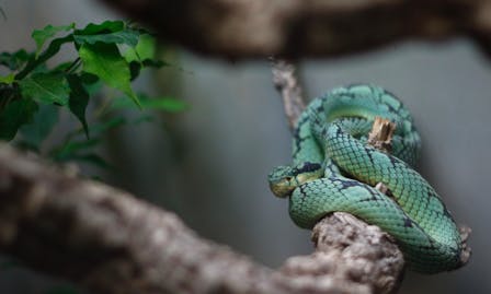 Crotalinae: Meet the World's Pit Vipers and Their Habits