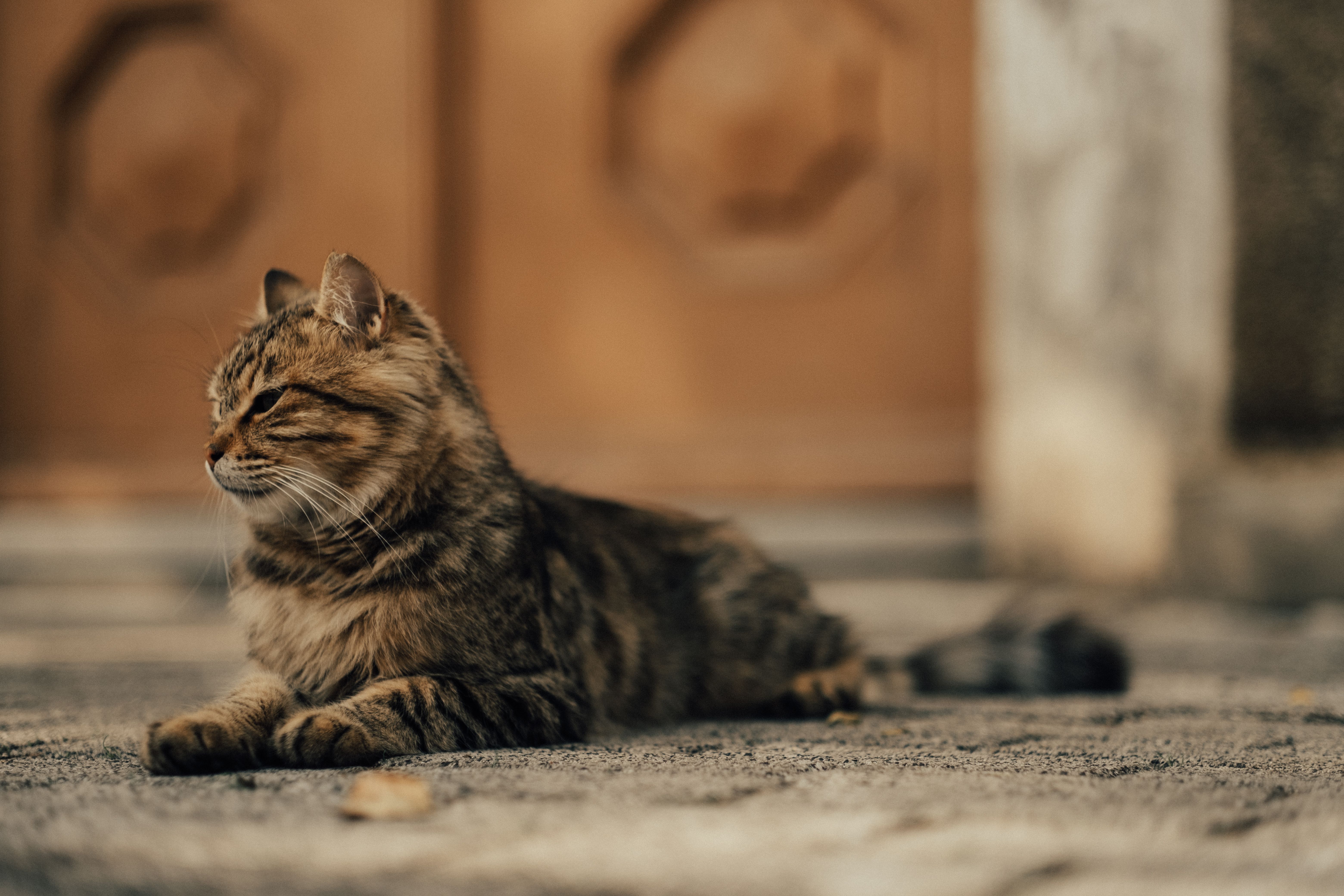 Cat Laying on a Sidewalk · Free Stock Photo