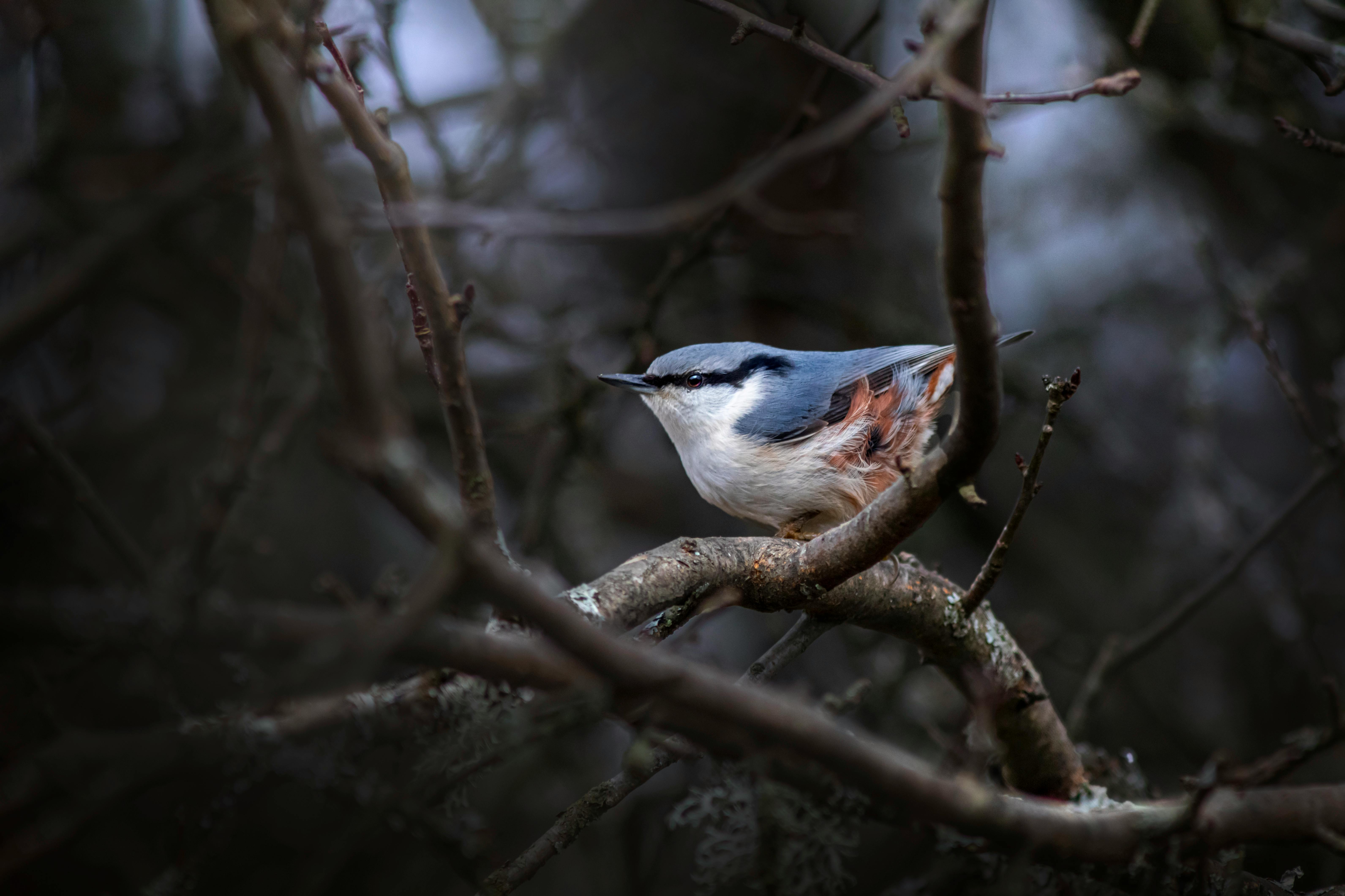 Close-Up Photo of a Eurasian Nuthatch · Free Stock Photo