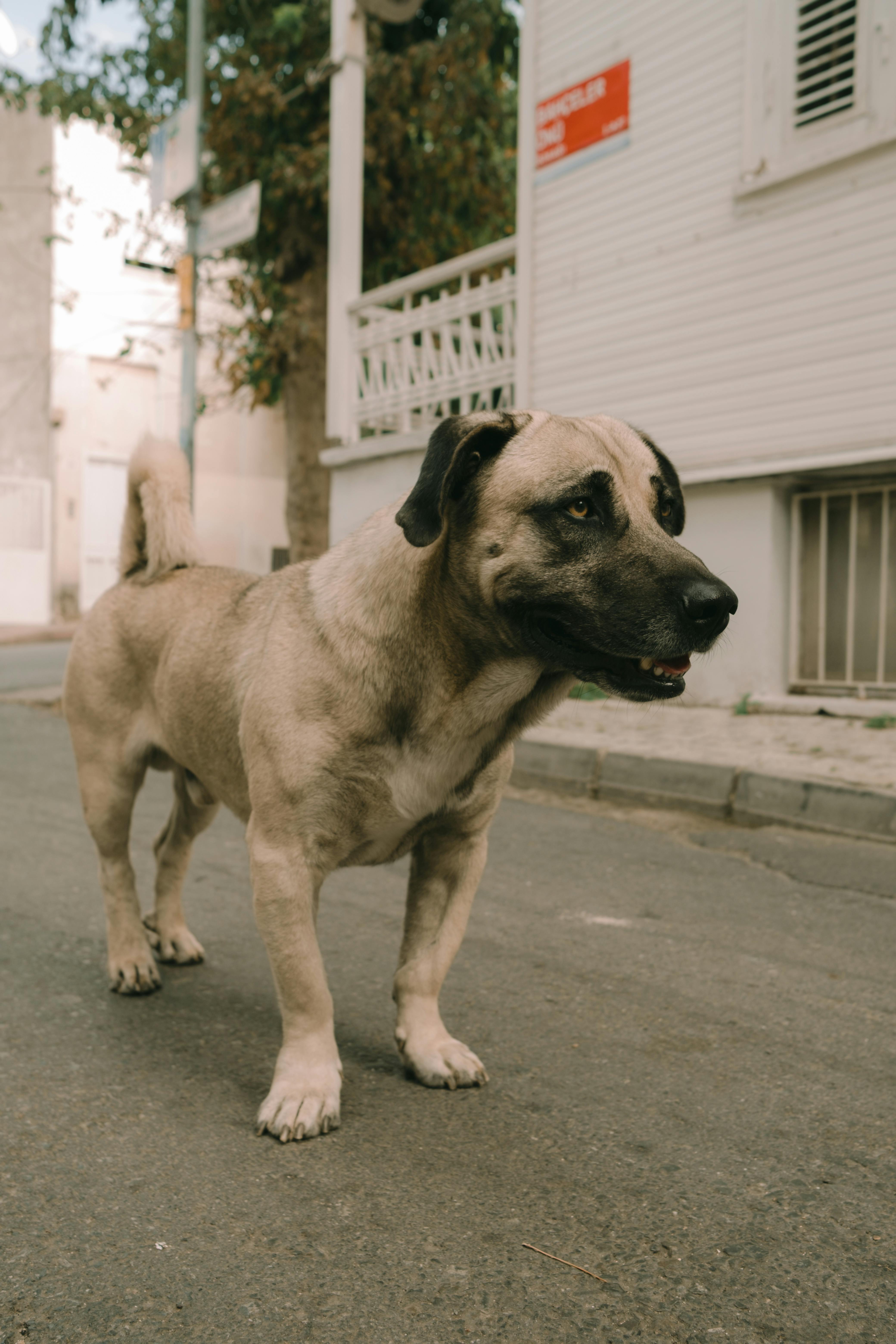 Stray Dog Photos, Download The BEST Free Stray Dog Stock Photos & HD Images