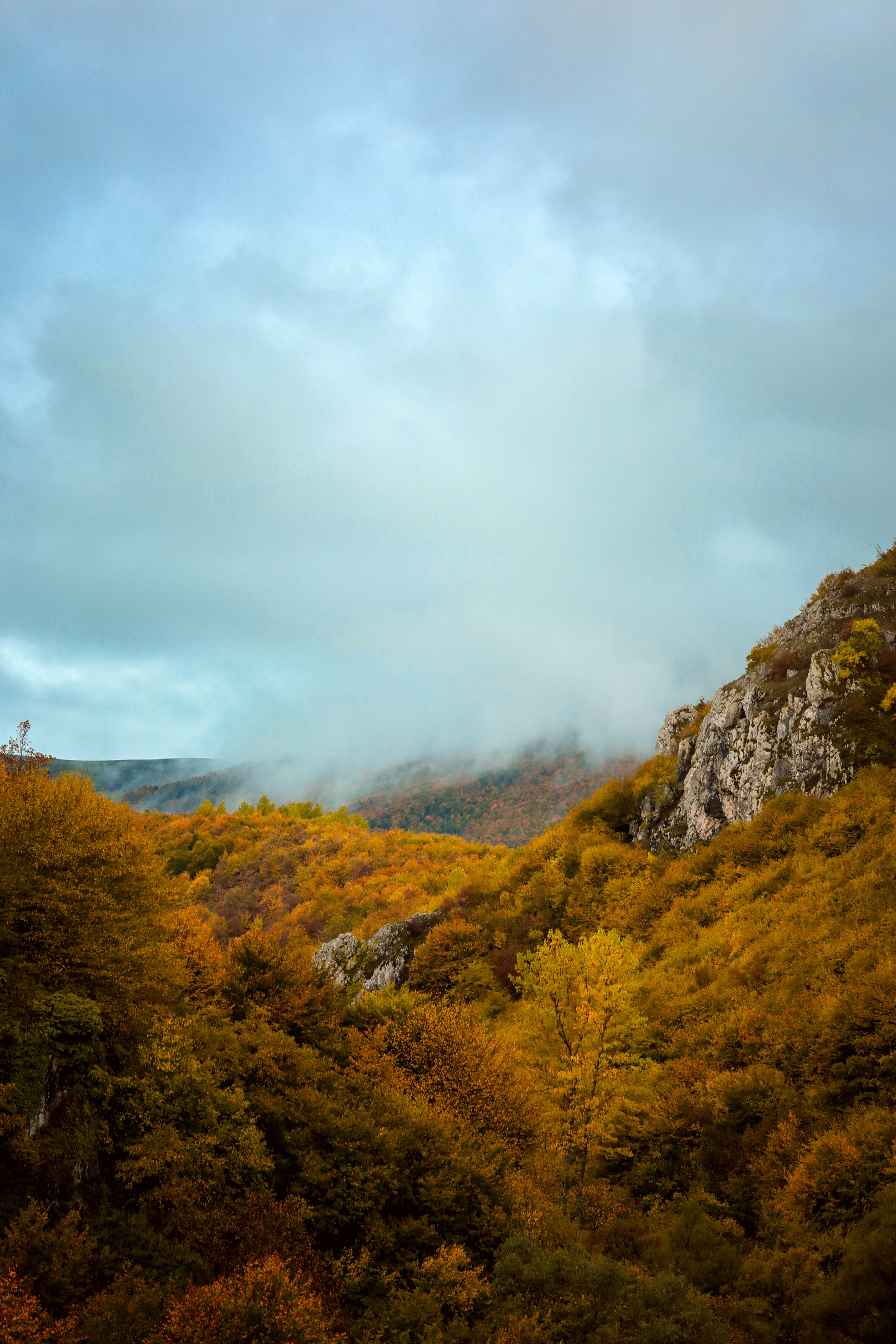Autumnal Forest in Valley · Free Stock Photo