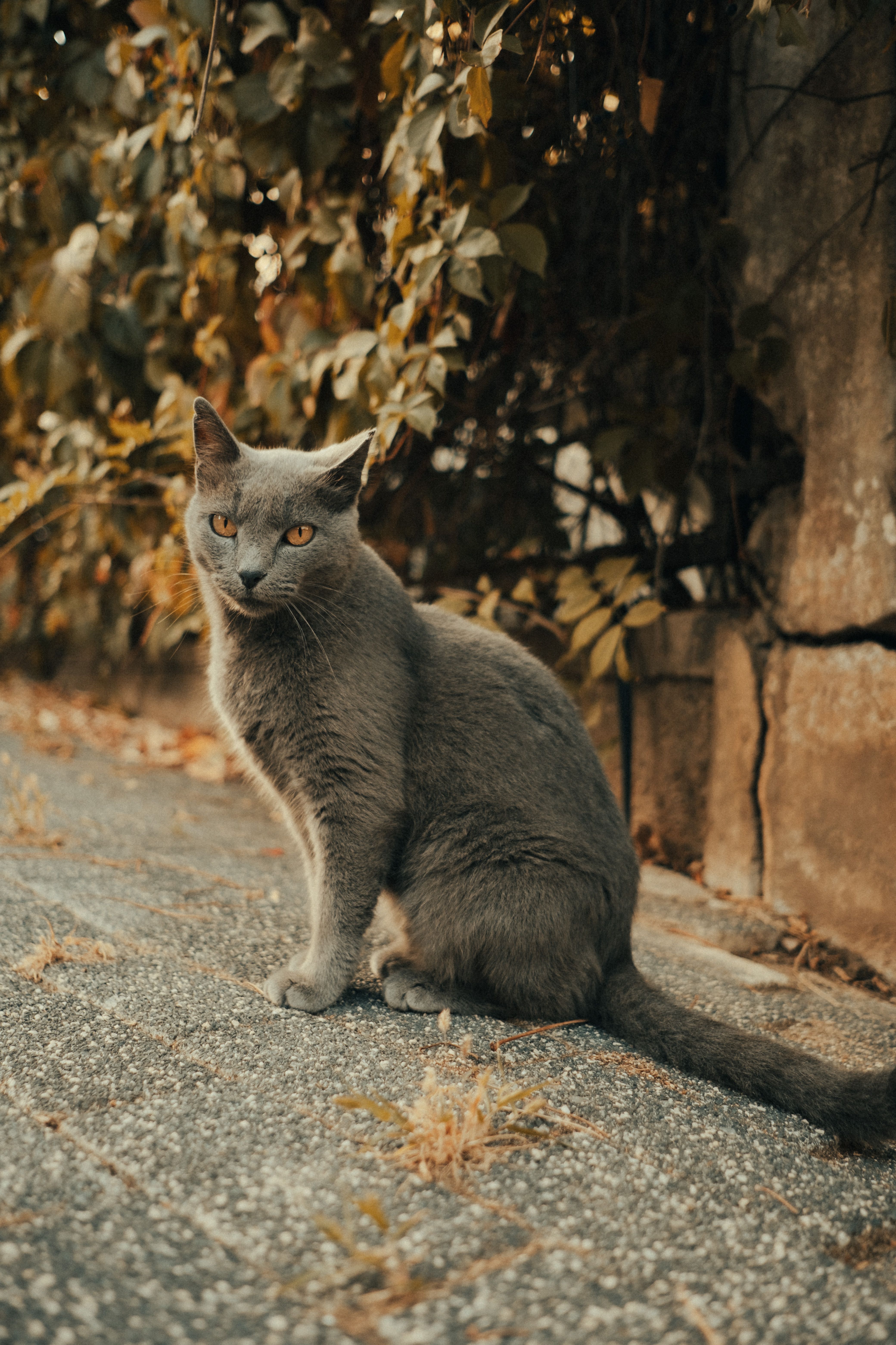 Selective Focus Photography Of Grey Cat · Free Stock Photo