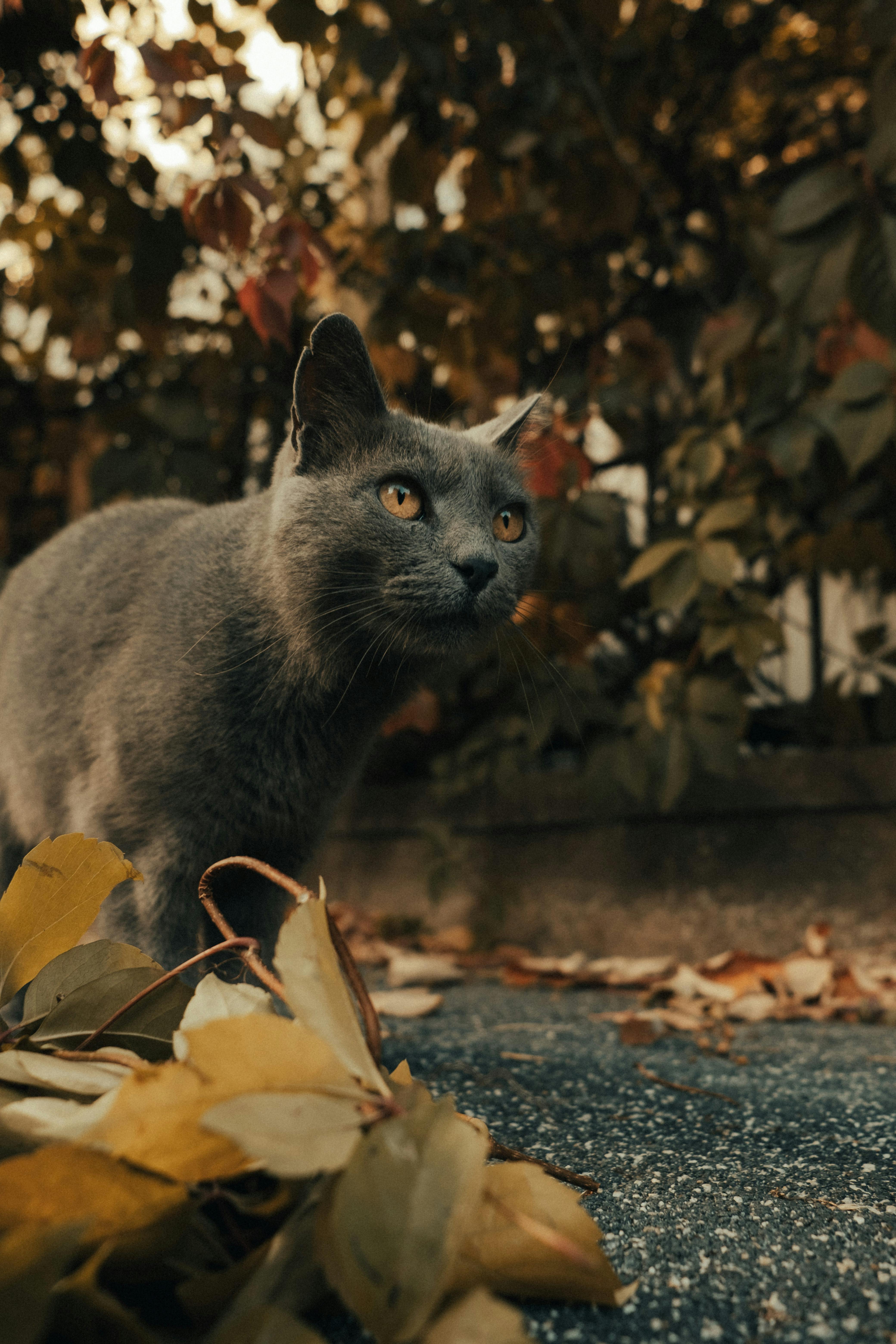 cat in the park · Free Stock Photo