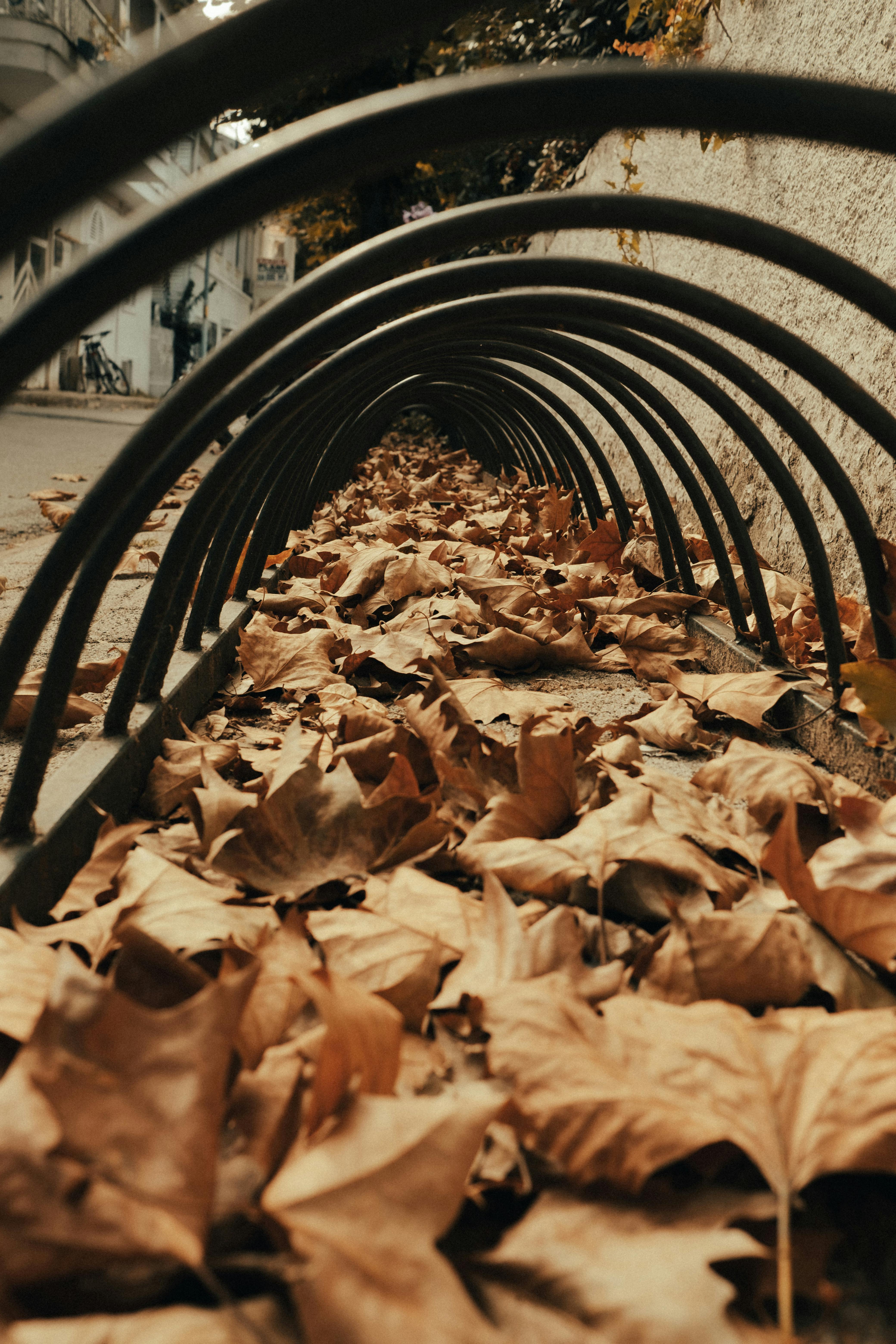 Photo of Autumn Leaves Inside a Bike Rack · Free Stock Photo