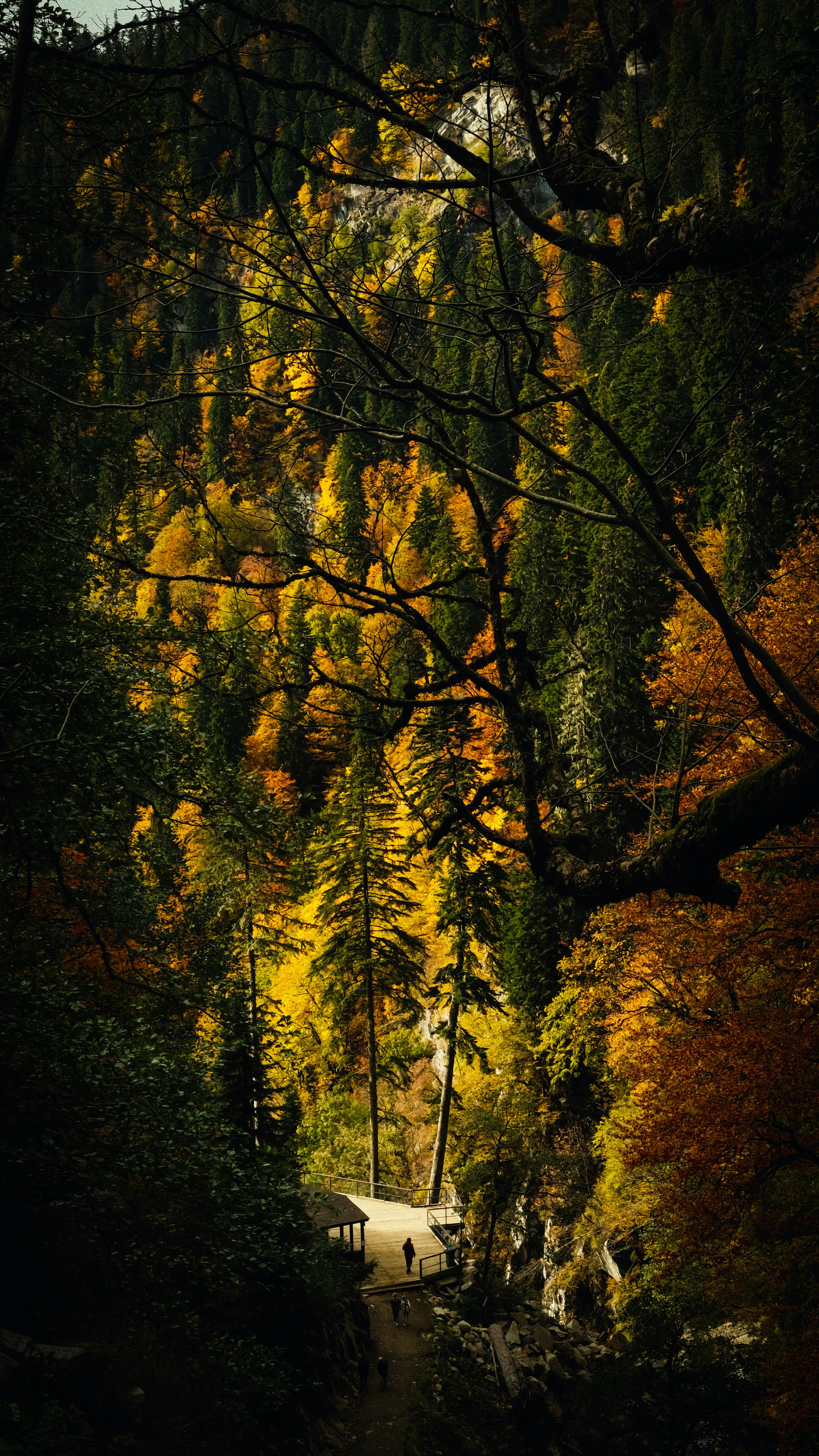 Yellow and Green Trees · Free Stock Photo