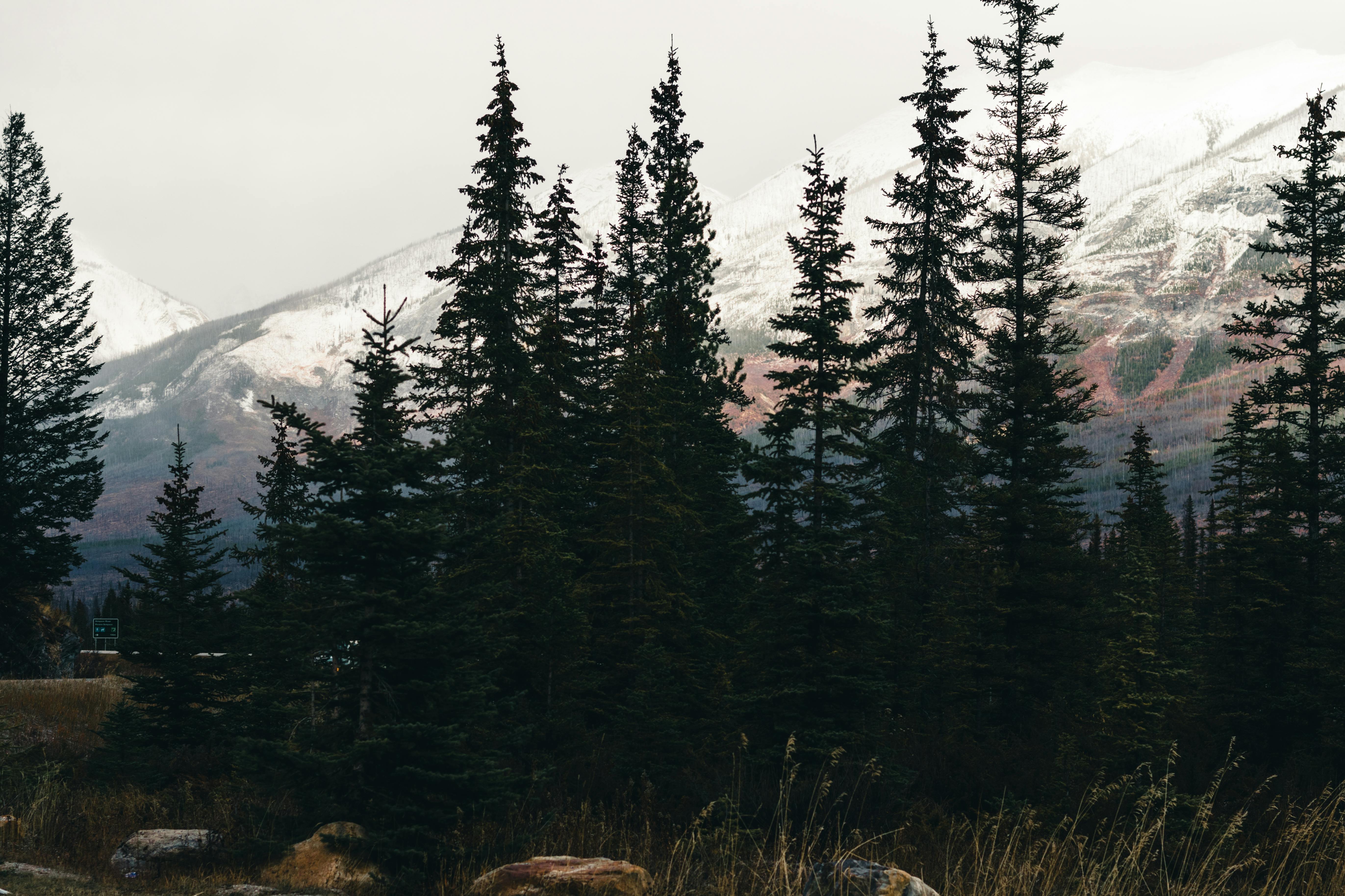 Conifer Trees in Valley against Snowed Mountain · Free Stock Photo