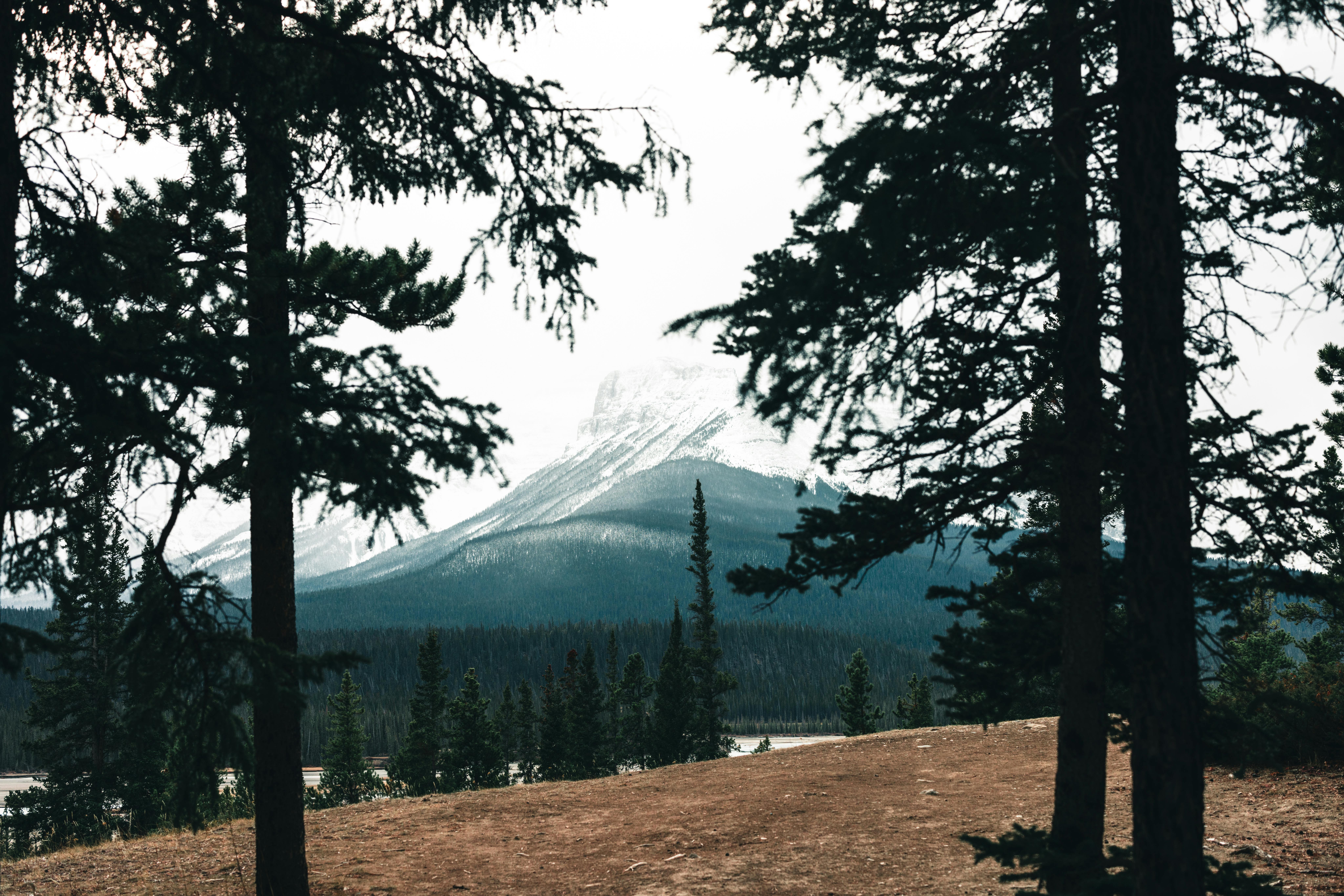 Trees Near Mountain · Free Stock Photo