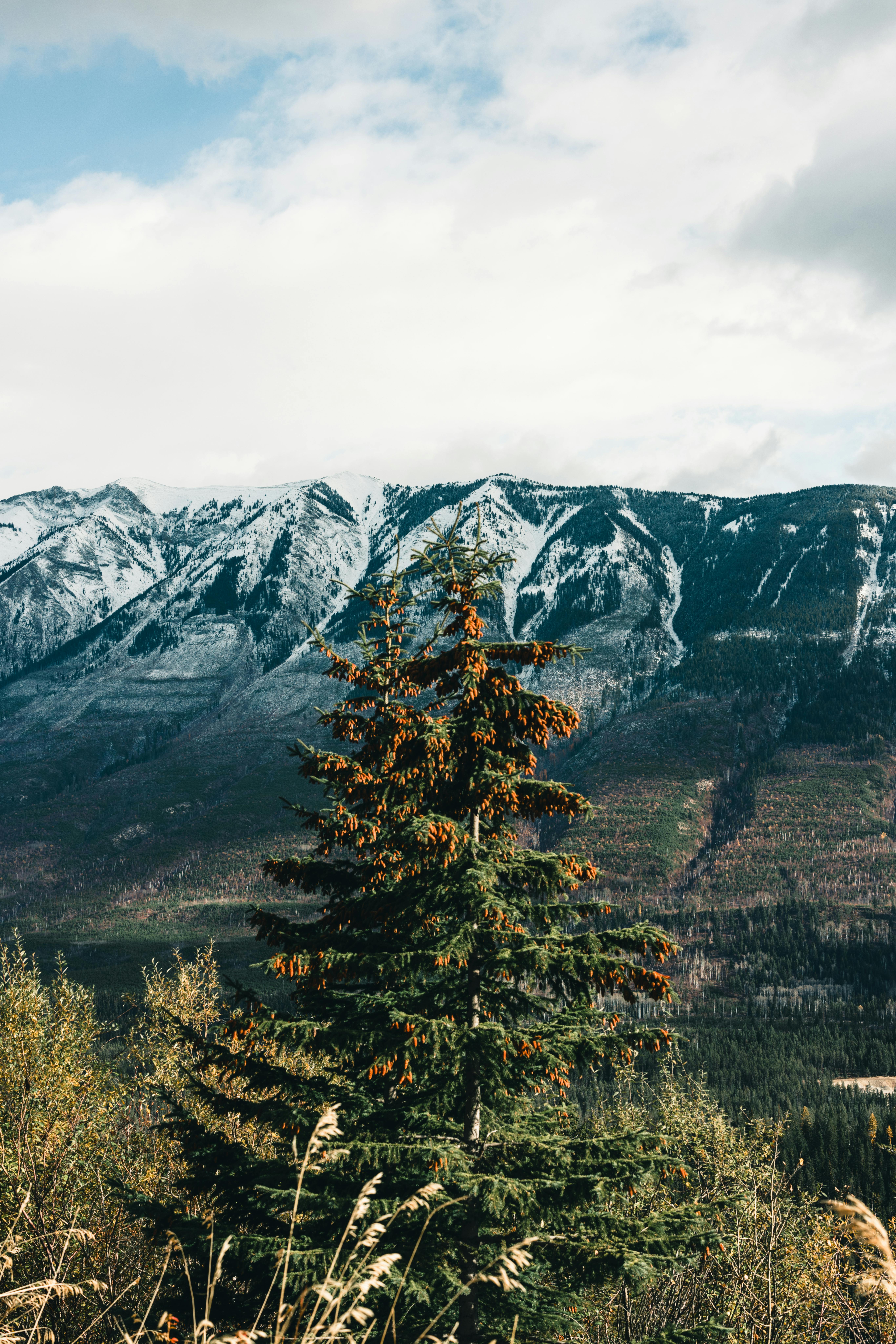 Tall Trees Near the Mountains · Free Stock Photo