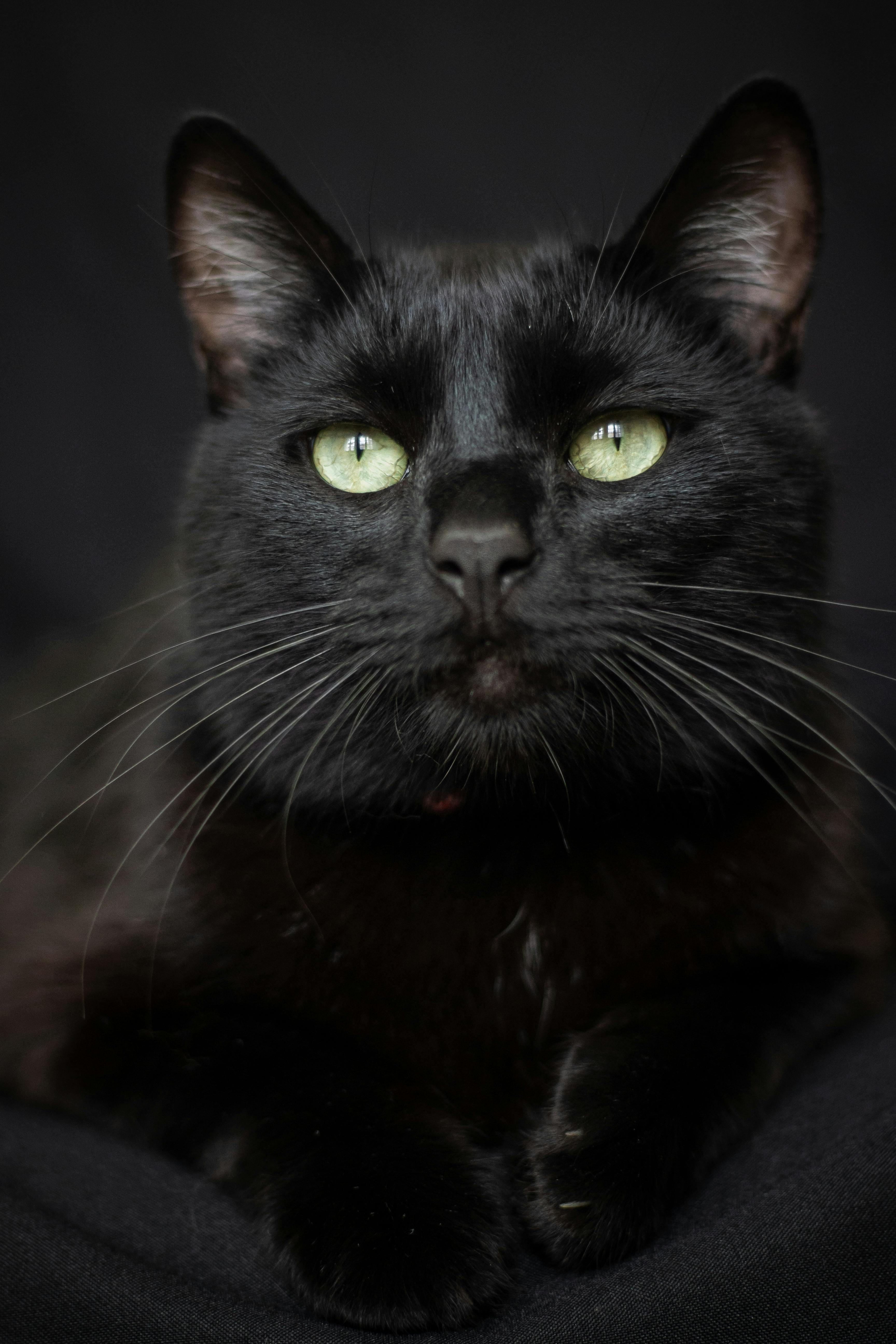 A Black Cat in Close-Up Photography · Free Stock Photo