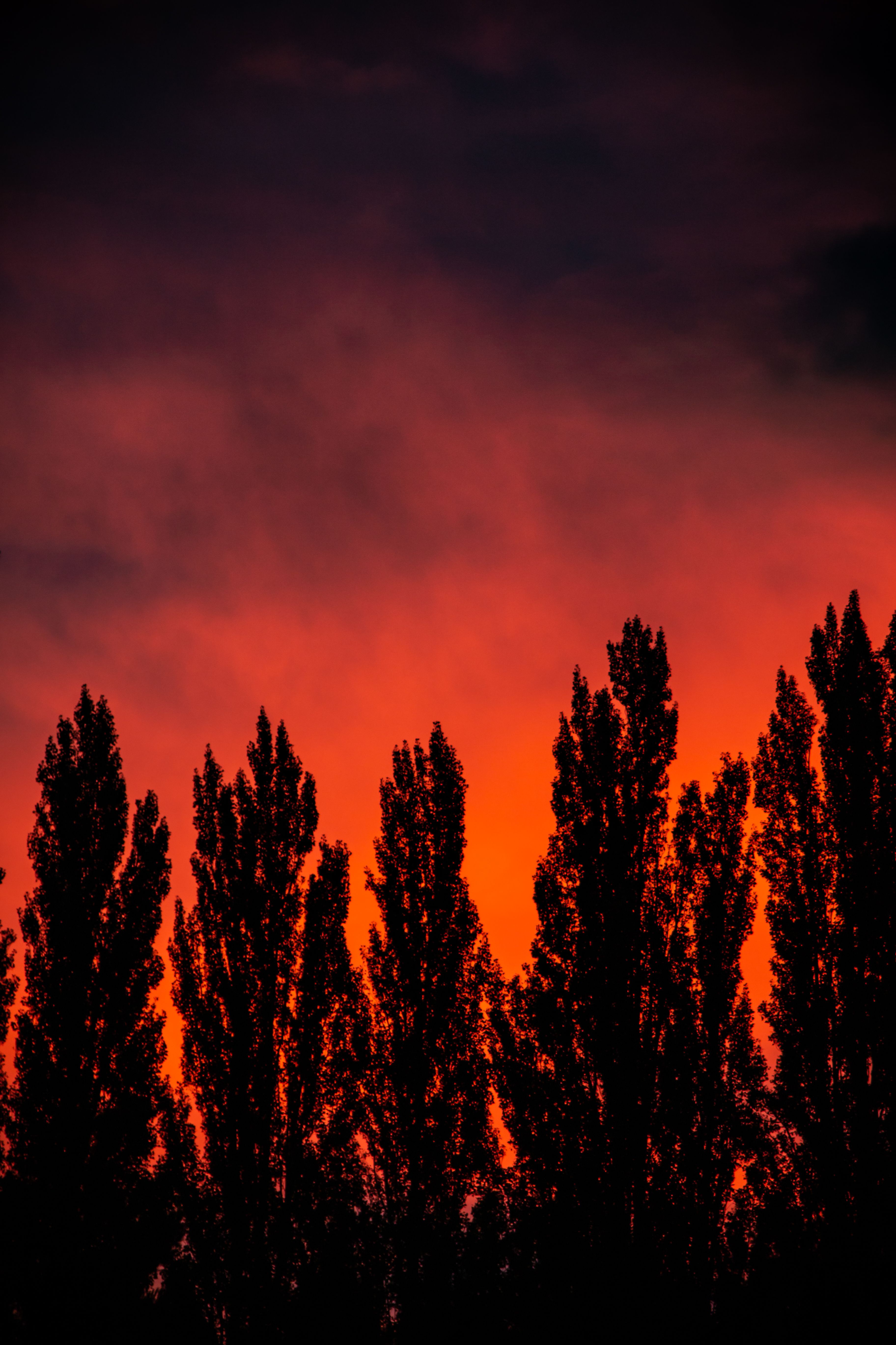 Silhouette of Tall Tress against Red Sky · Free Stock Photo