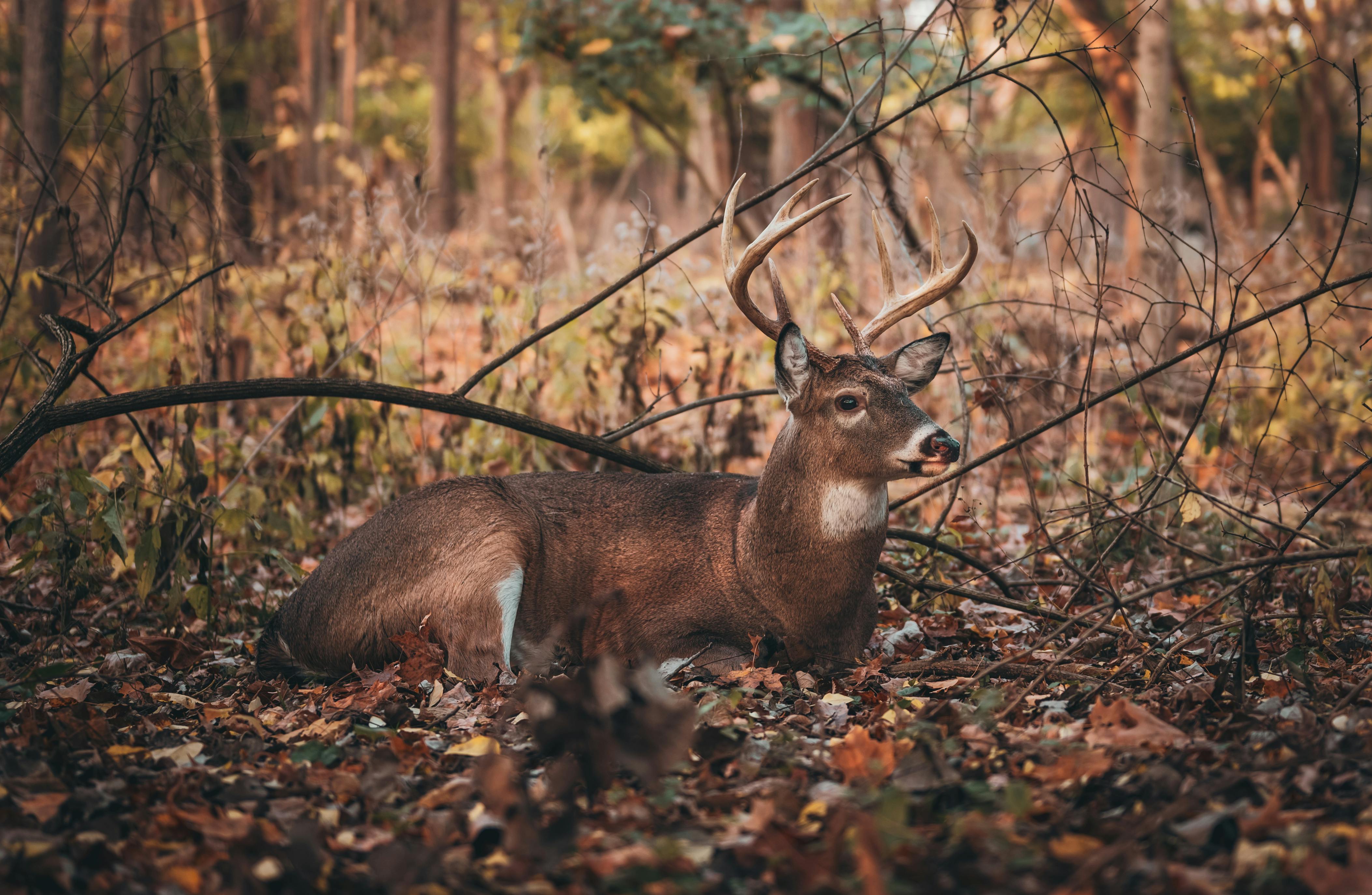 Close Photo of a Carabao · Free Stock Photo