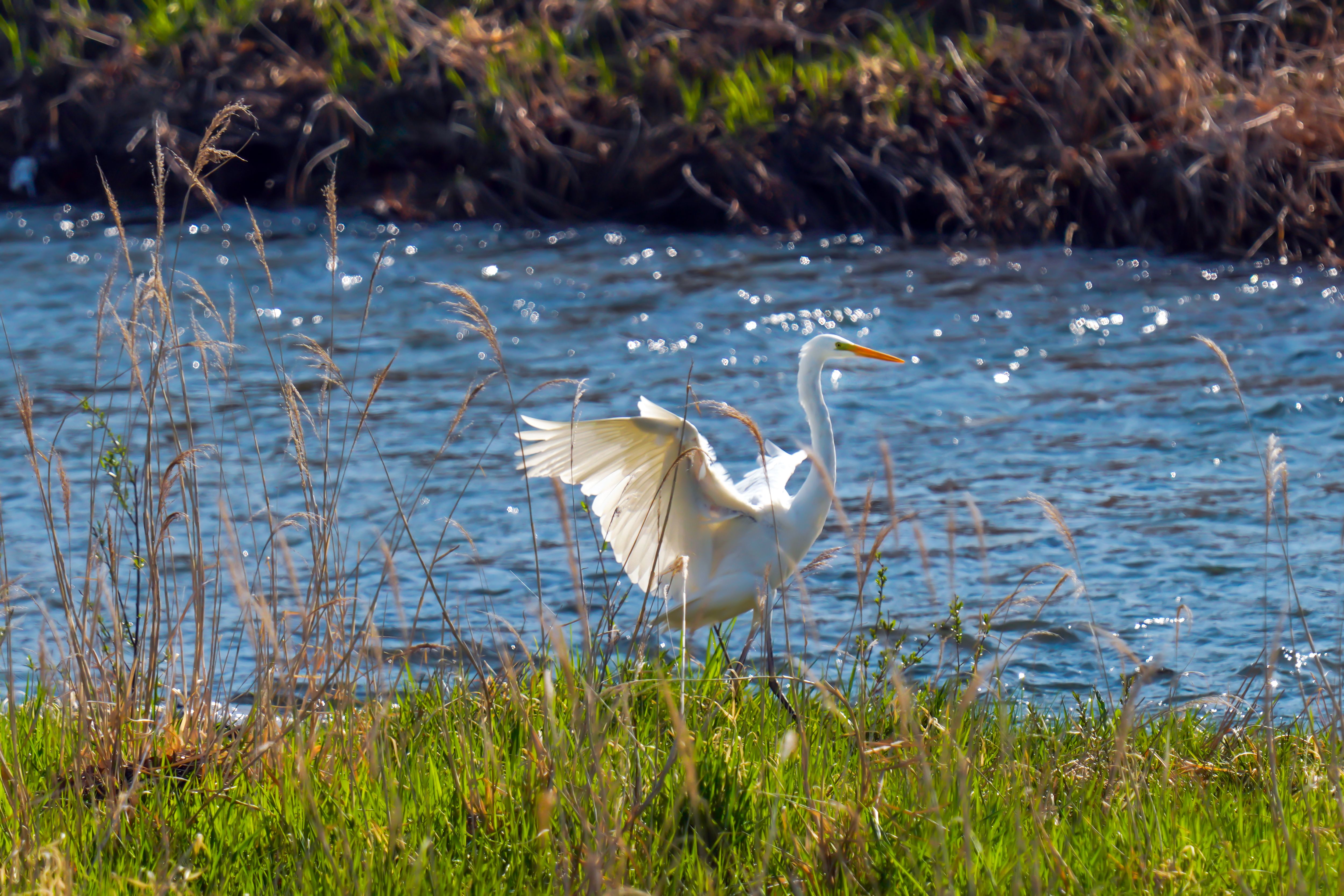 Photo of Great Egret Standing on Grass Near Body of Water · Free Stock ...