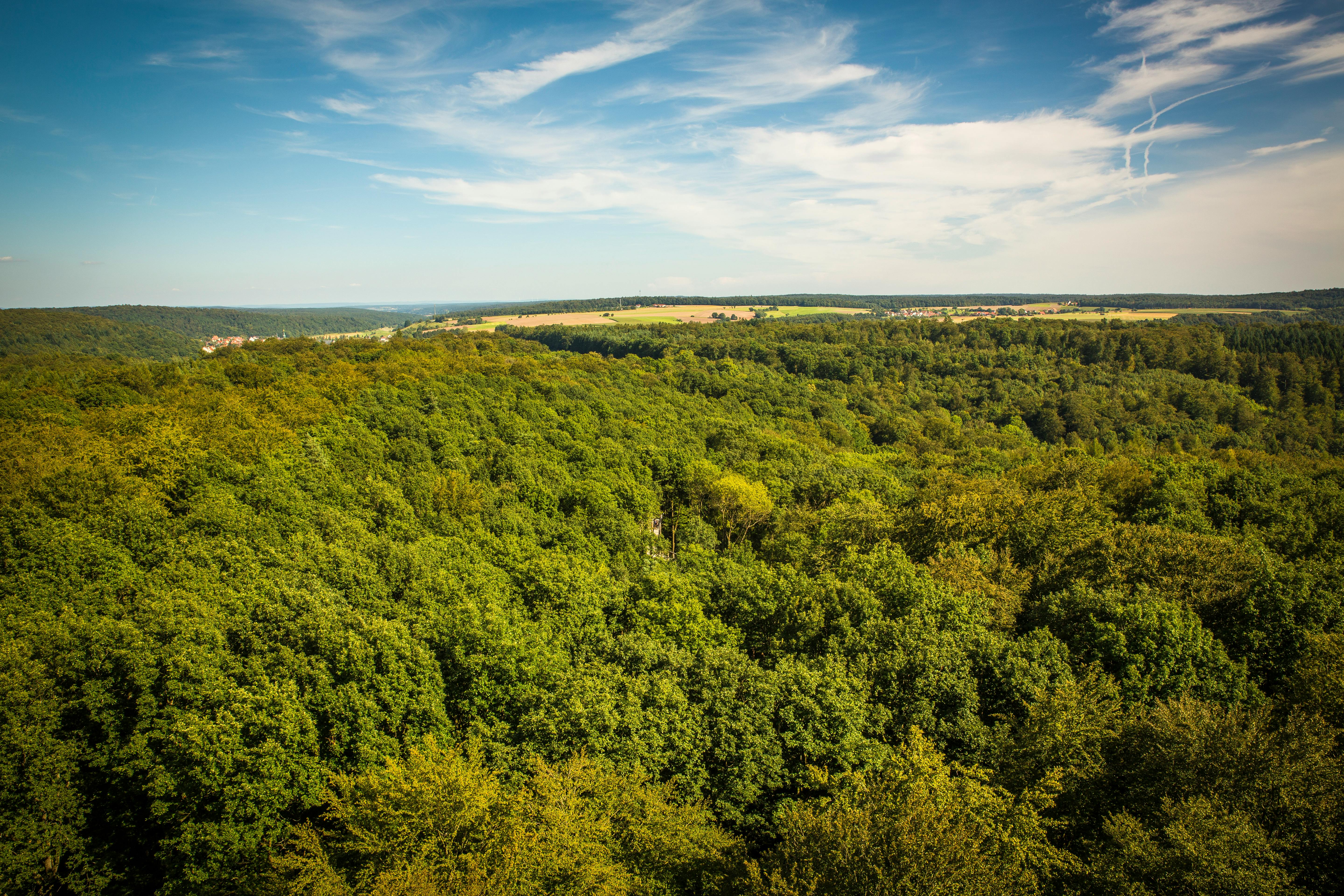 Forest Ground Top View Photos, Download Free Forest Ground Top View ...
