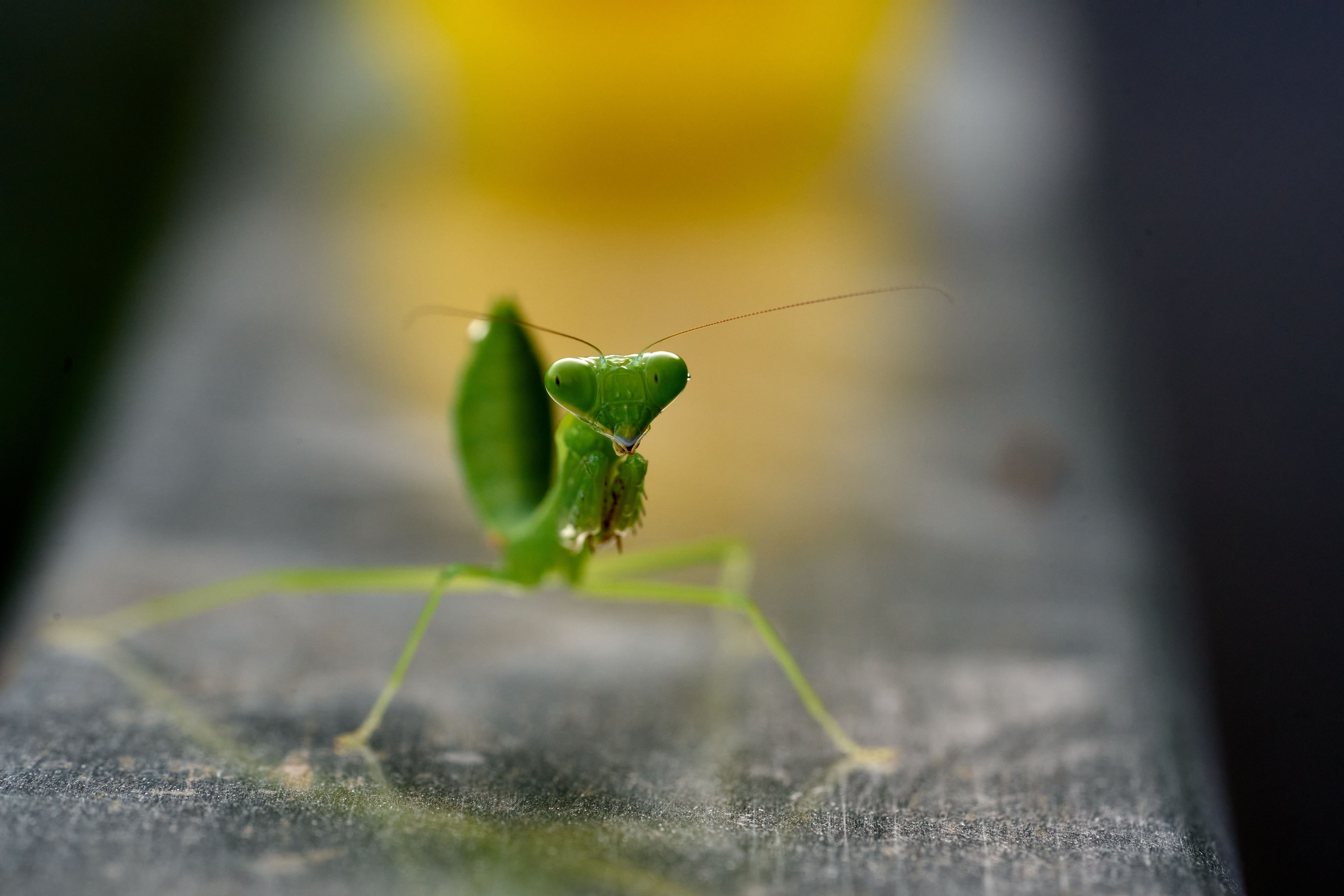 Animal Praying Photos, Download The BEST Free Animal Praying Stock ...