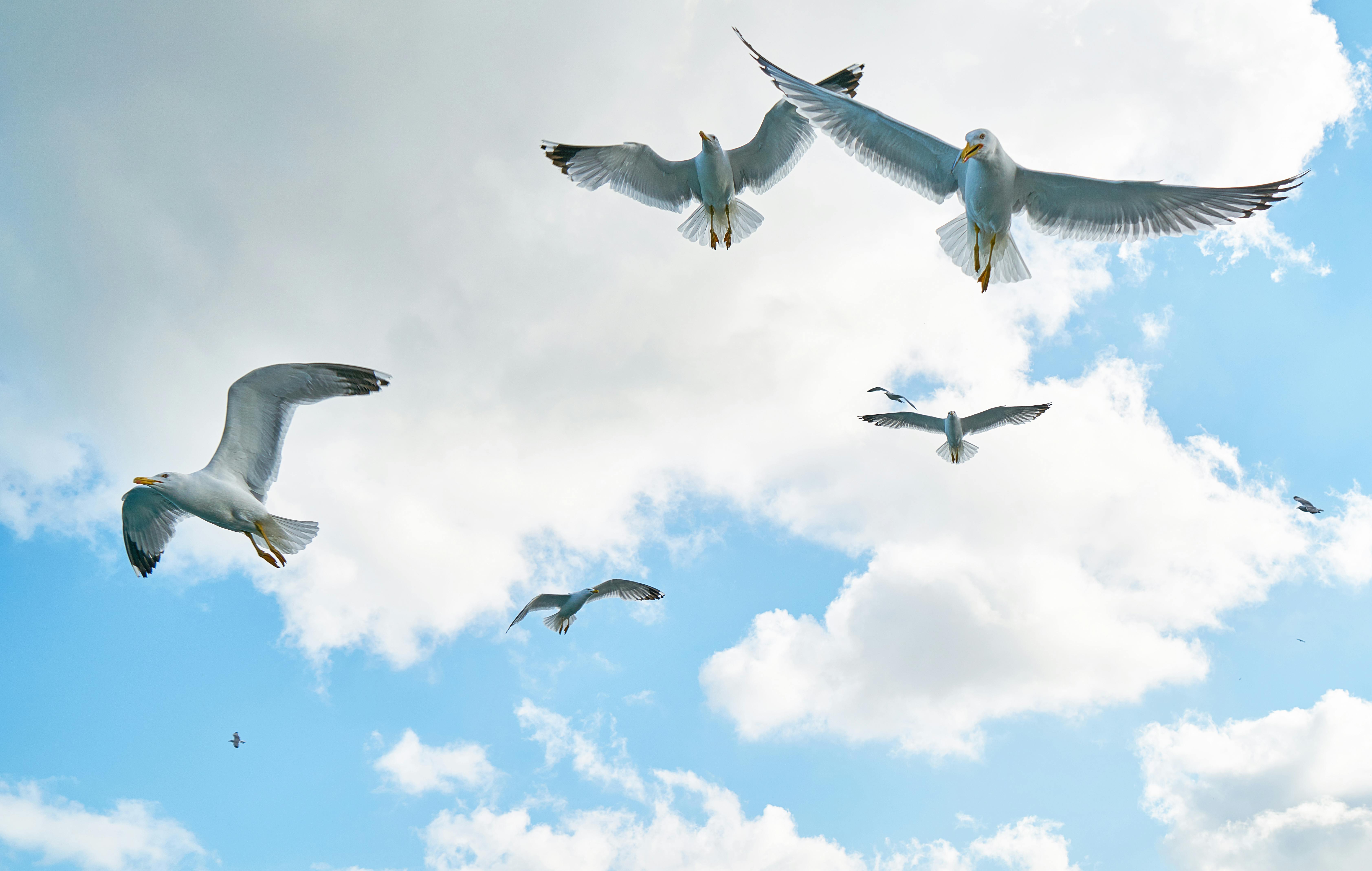 Several Soaring Seagulls · Free Stock Photo