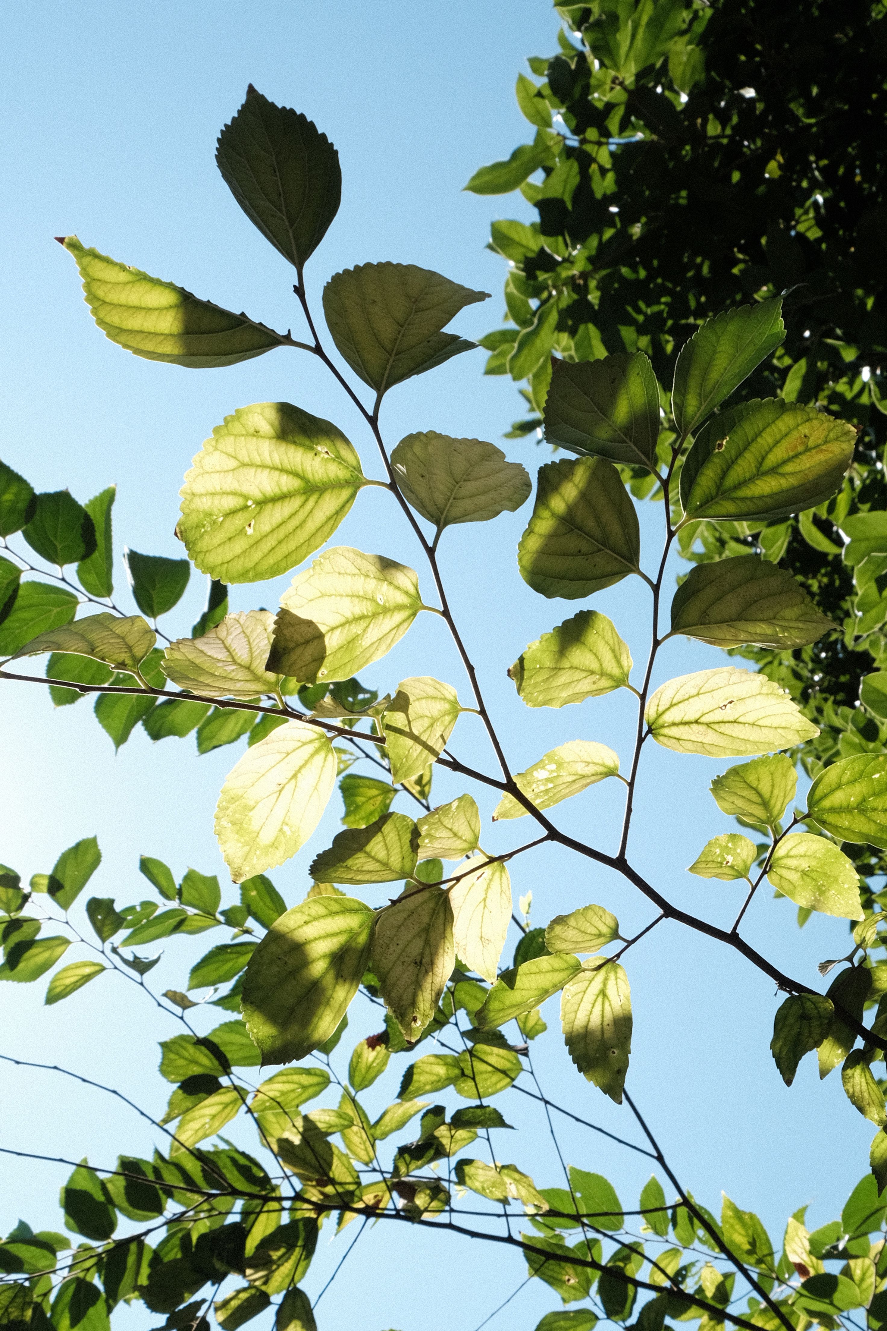 Árbol De Hoja Verde · Foto de stock gratuita