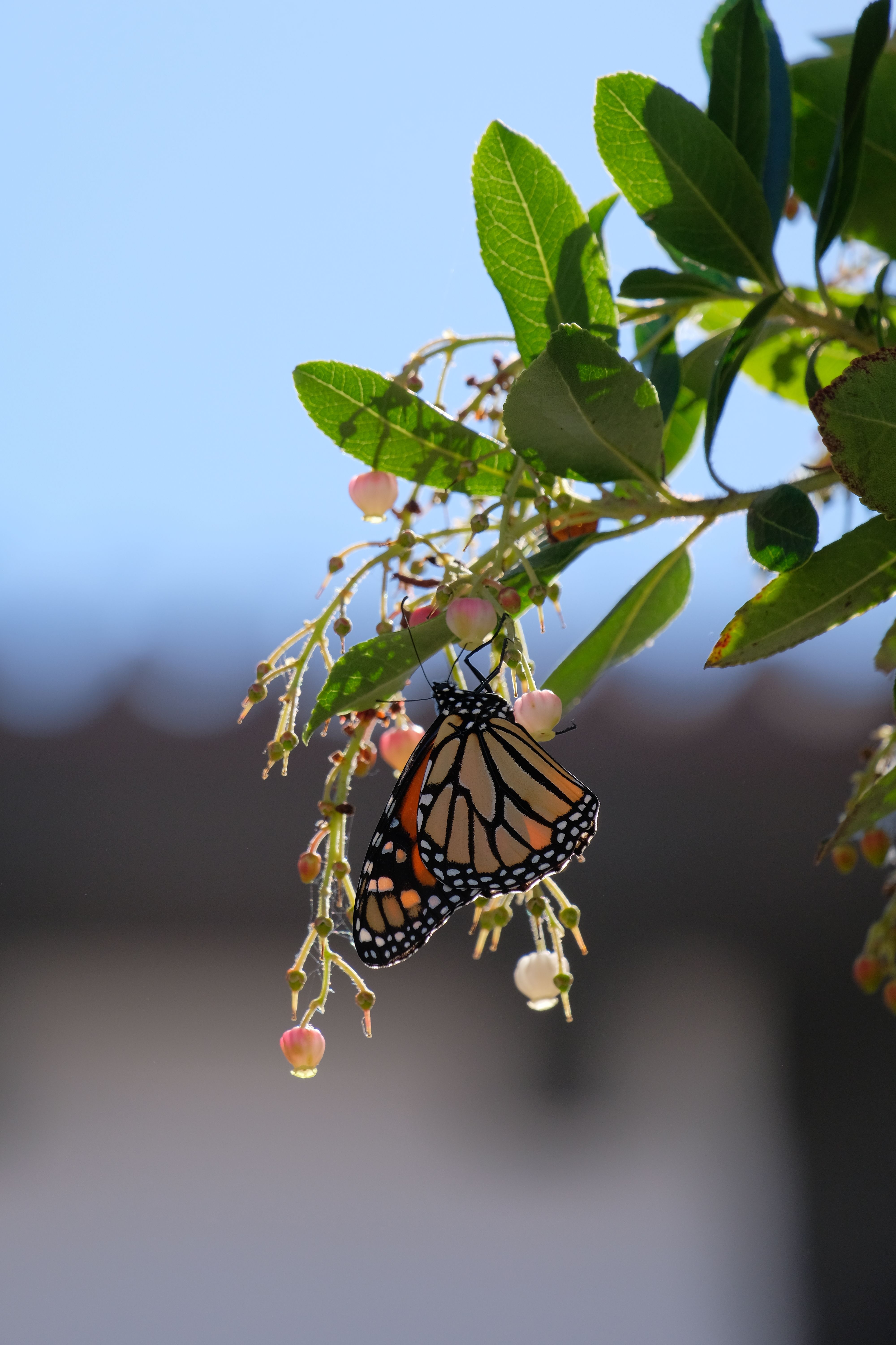 A Close-Up Shot of a Monarch Butterfly · Free Stock Photo
