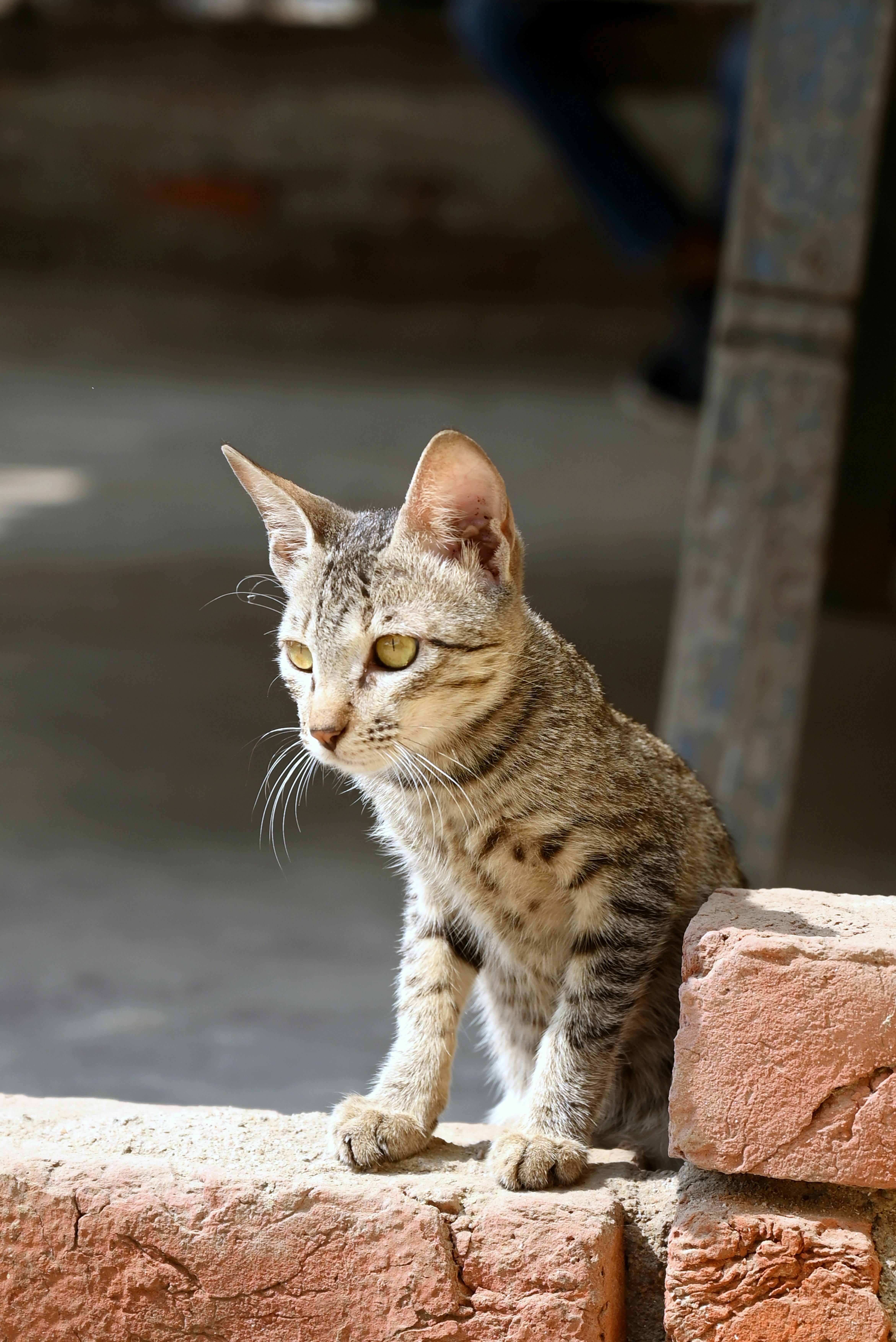 A Tabby Cat on a Window Sill · Free Stock Photo
