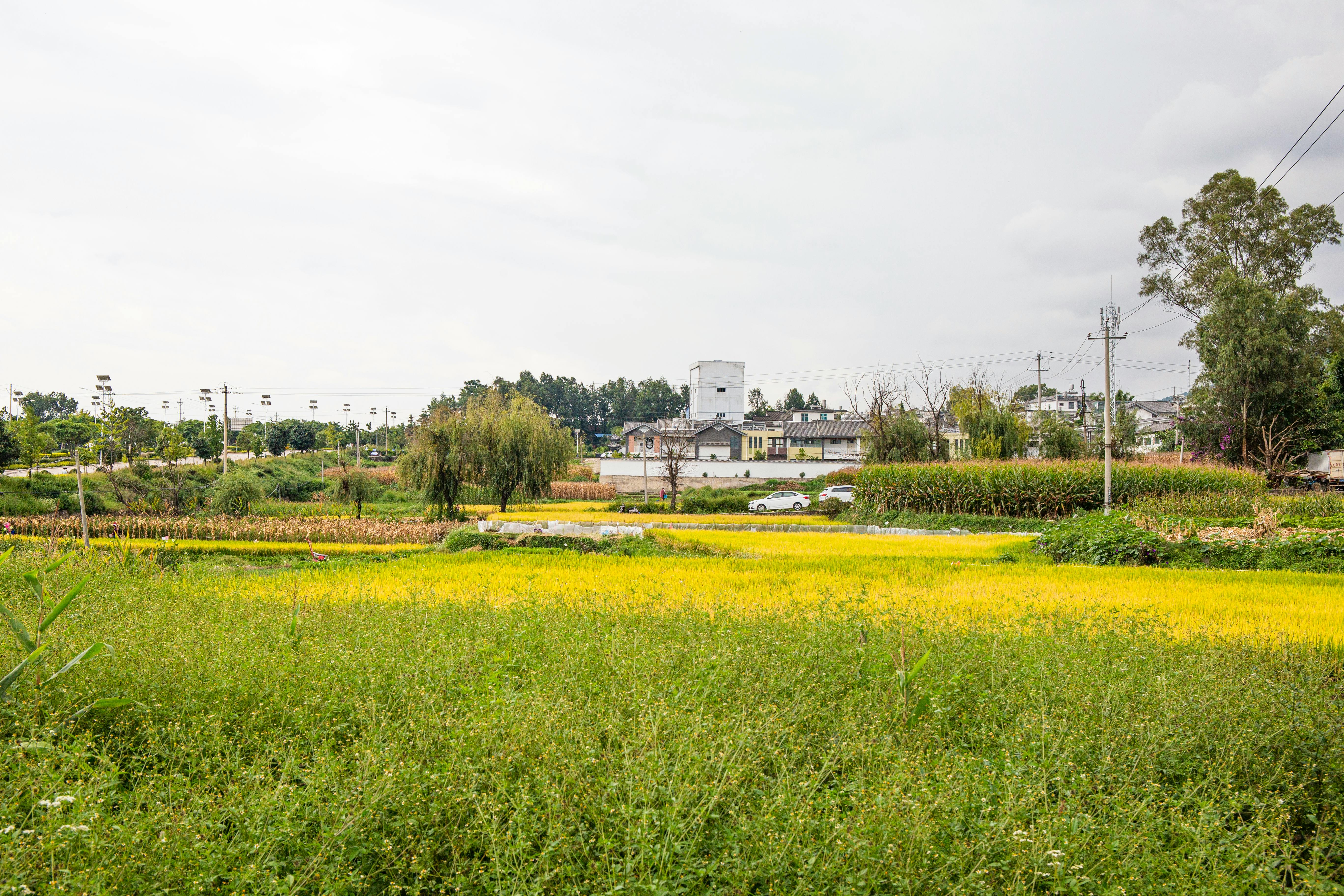 Farm with Yellow and Green Field · Free Stock Photo