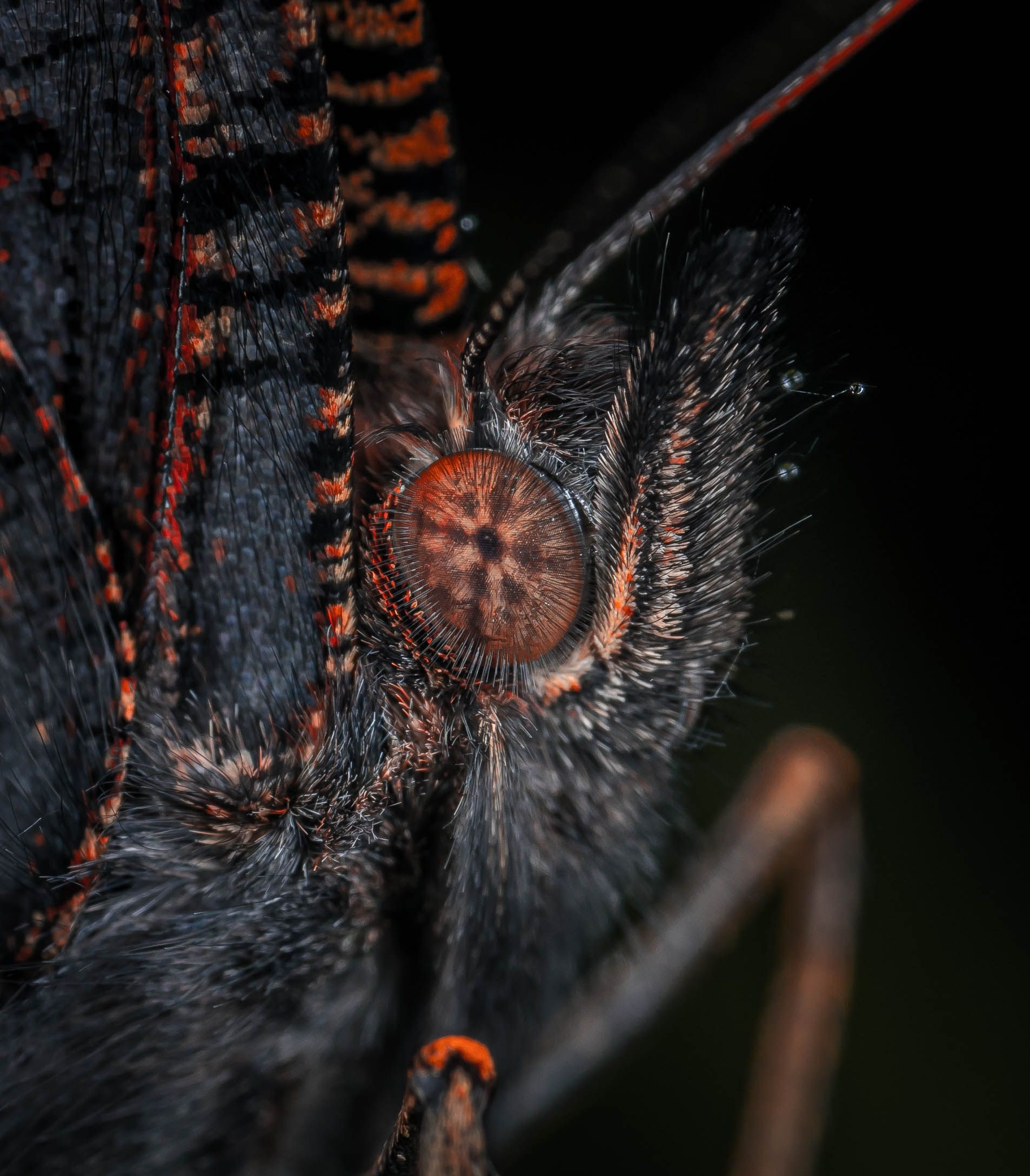 Eye Flutter Photos, Download The BEST Free Eye Flutter Stock Photos ...