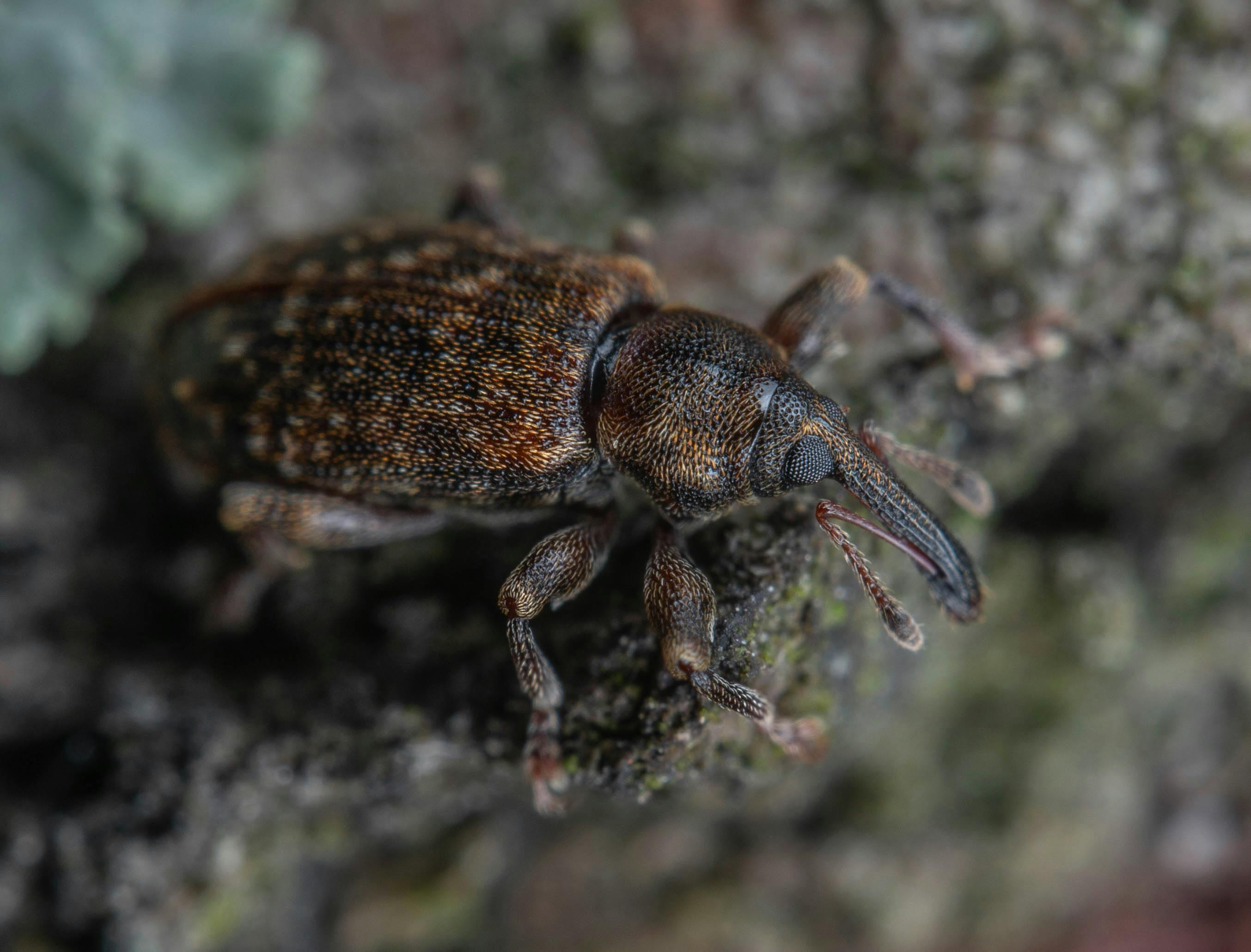Close-Up Photo of Insect on Leaf · Free Stock Photo