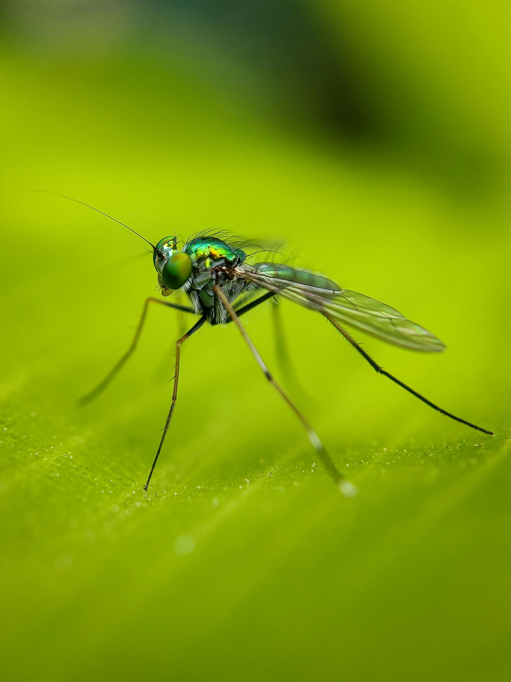 Macro Photography of a Fly · Free Stock Photo
