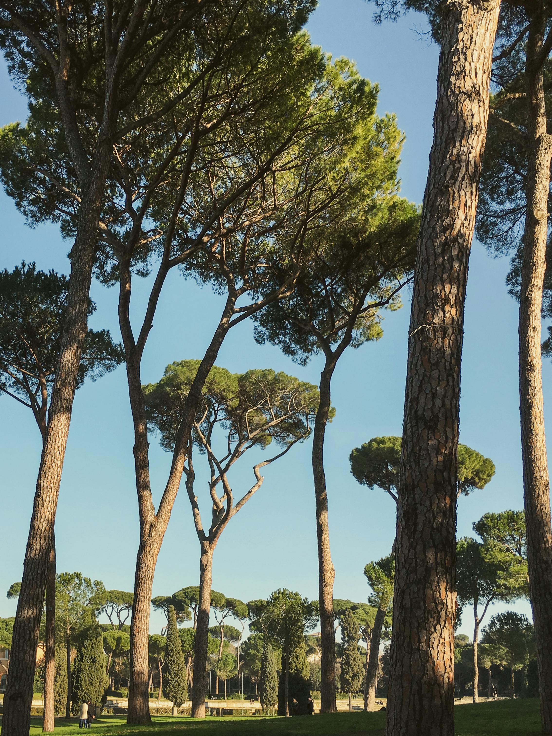 Photo of Tall Trees in a Park · Free Stock Photo