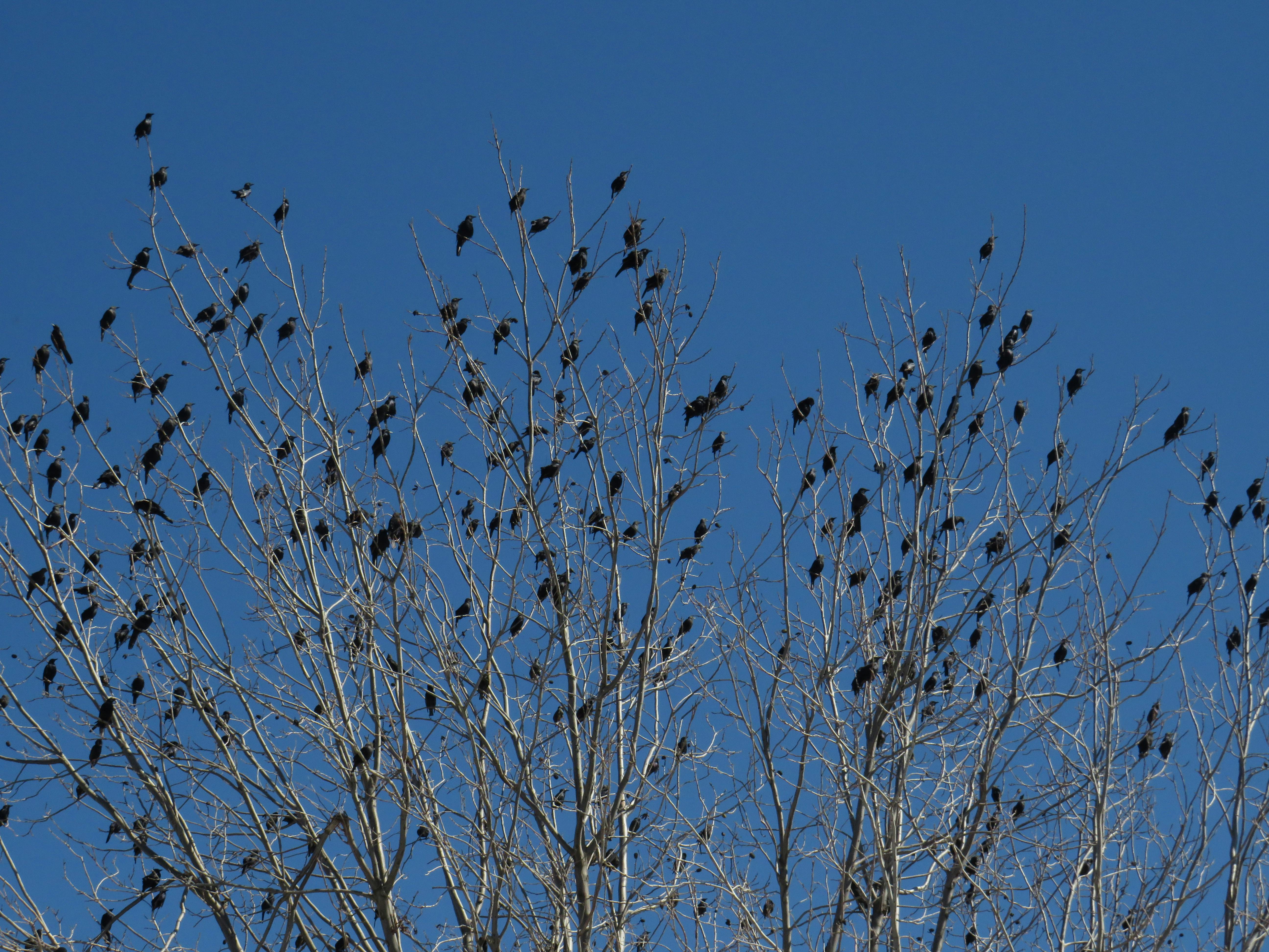 Photo of Birds on Tree Branches · Free Stock Photo
