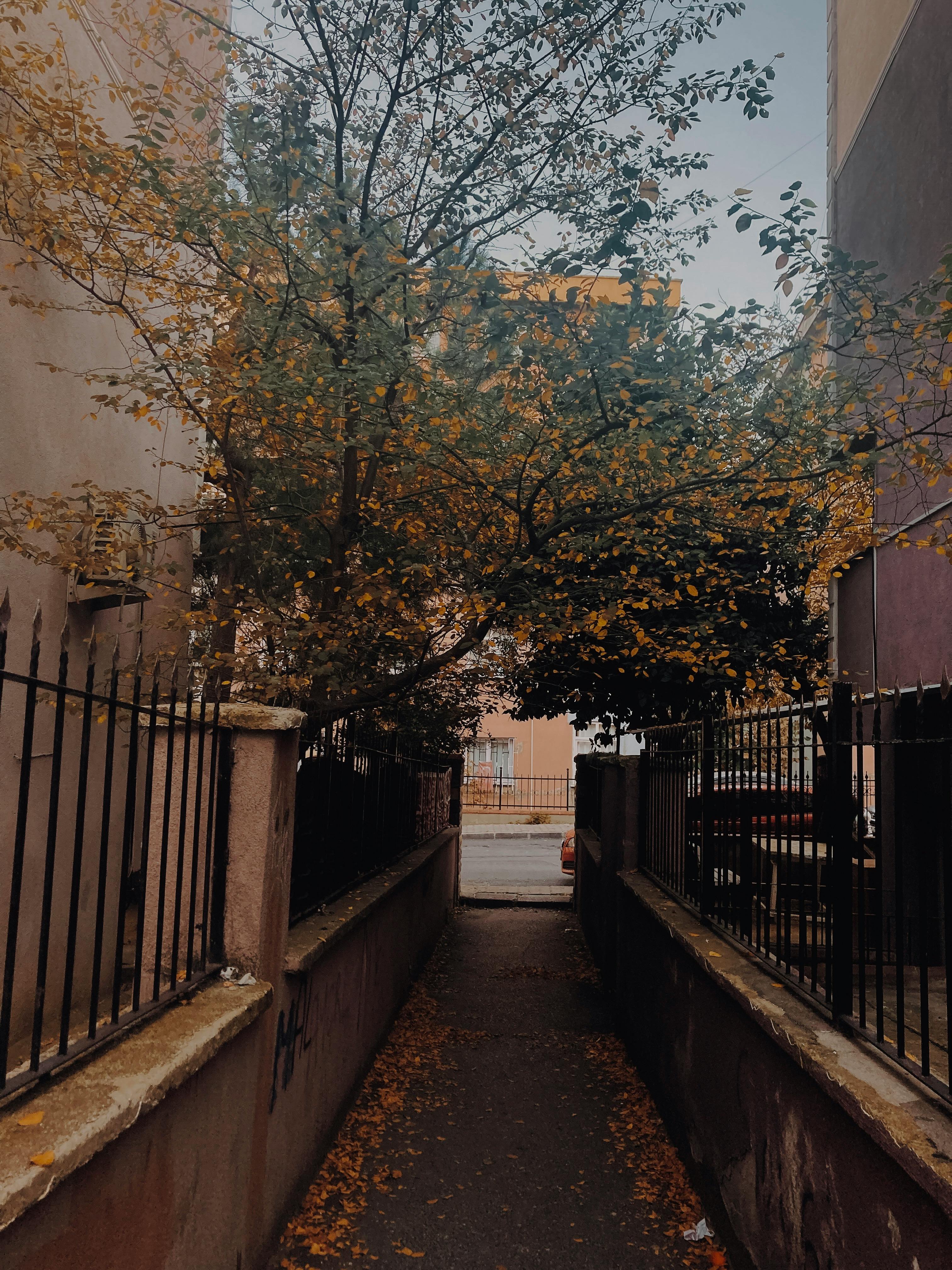Photo of a Tree Near Buildings · Free Stock Photo