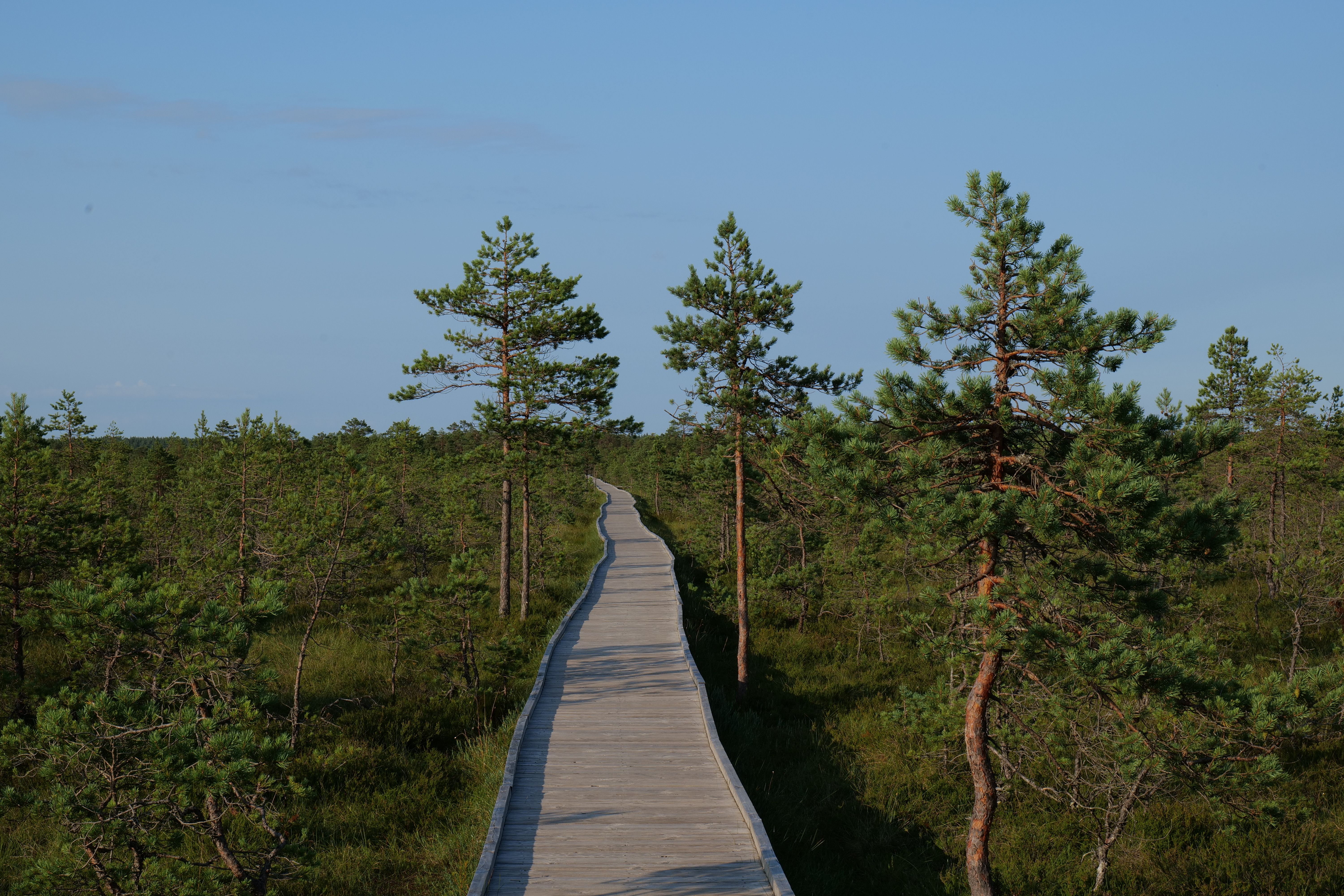 Forest Wide Path Photos, Download The BEST Free Forest Wide Path Stock ...