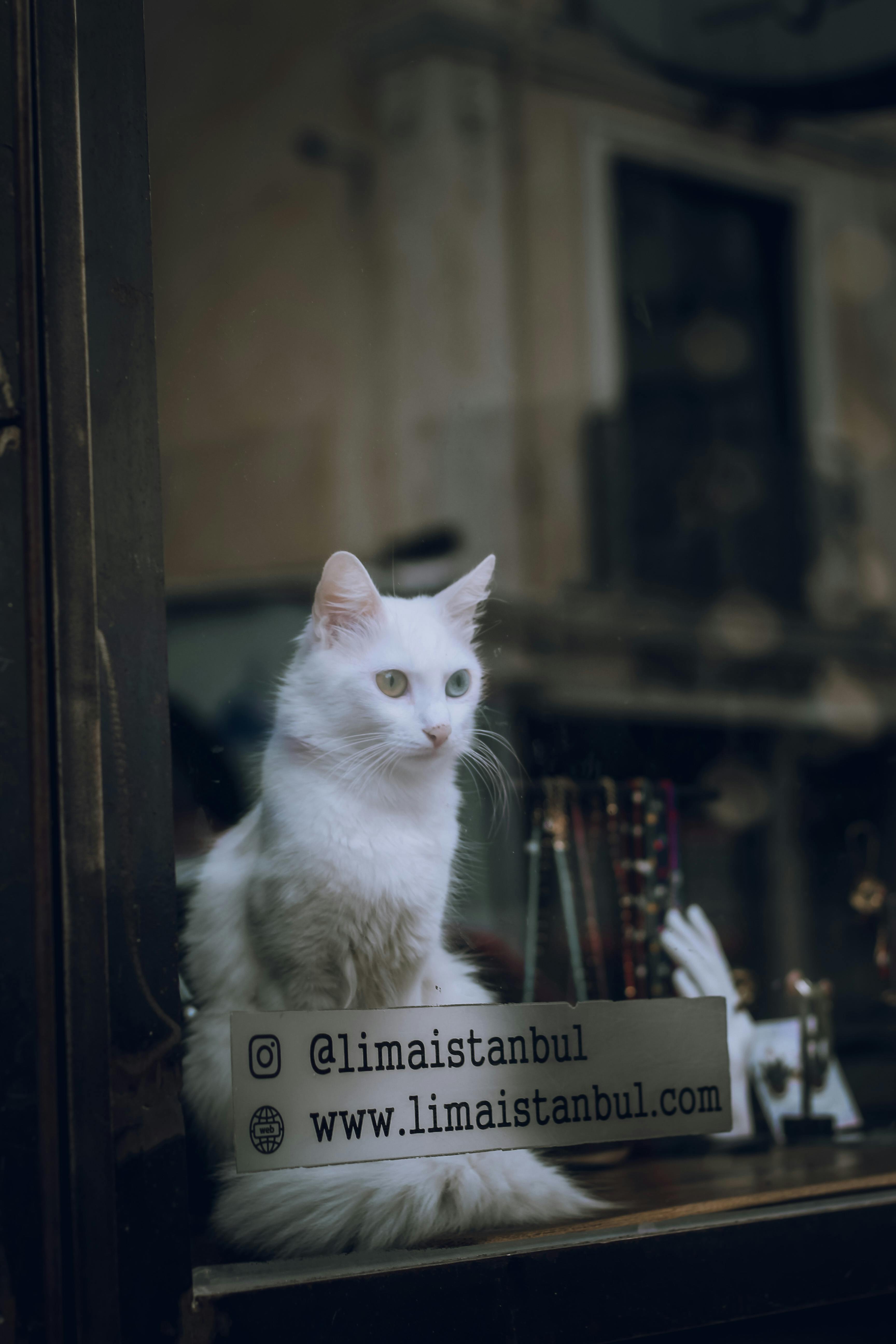 White Cat in Glass Window · Free Stock Photo