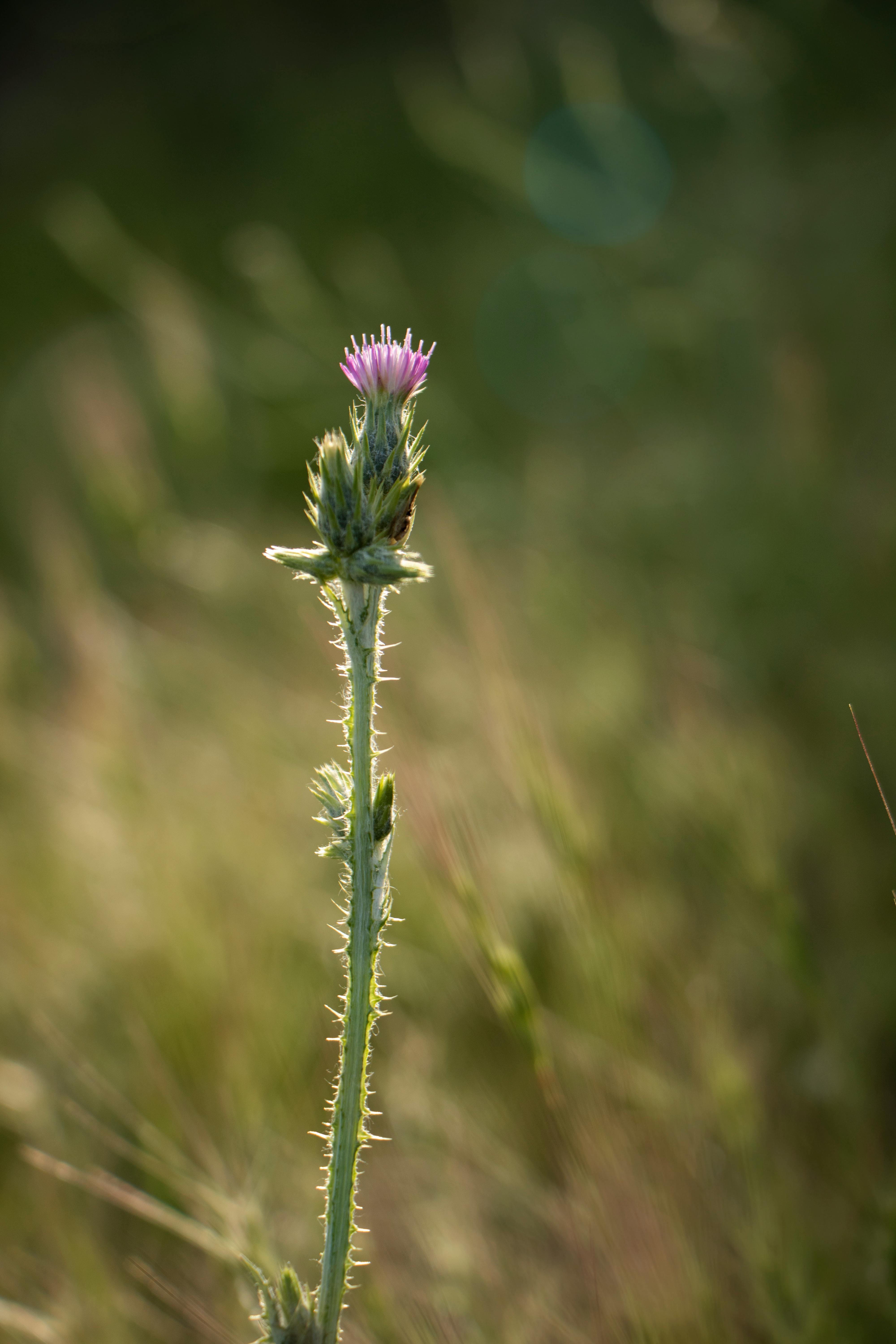 Italian Thistle Photos, Download The BEST Free Italian Thistle Stock ...