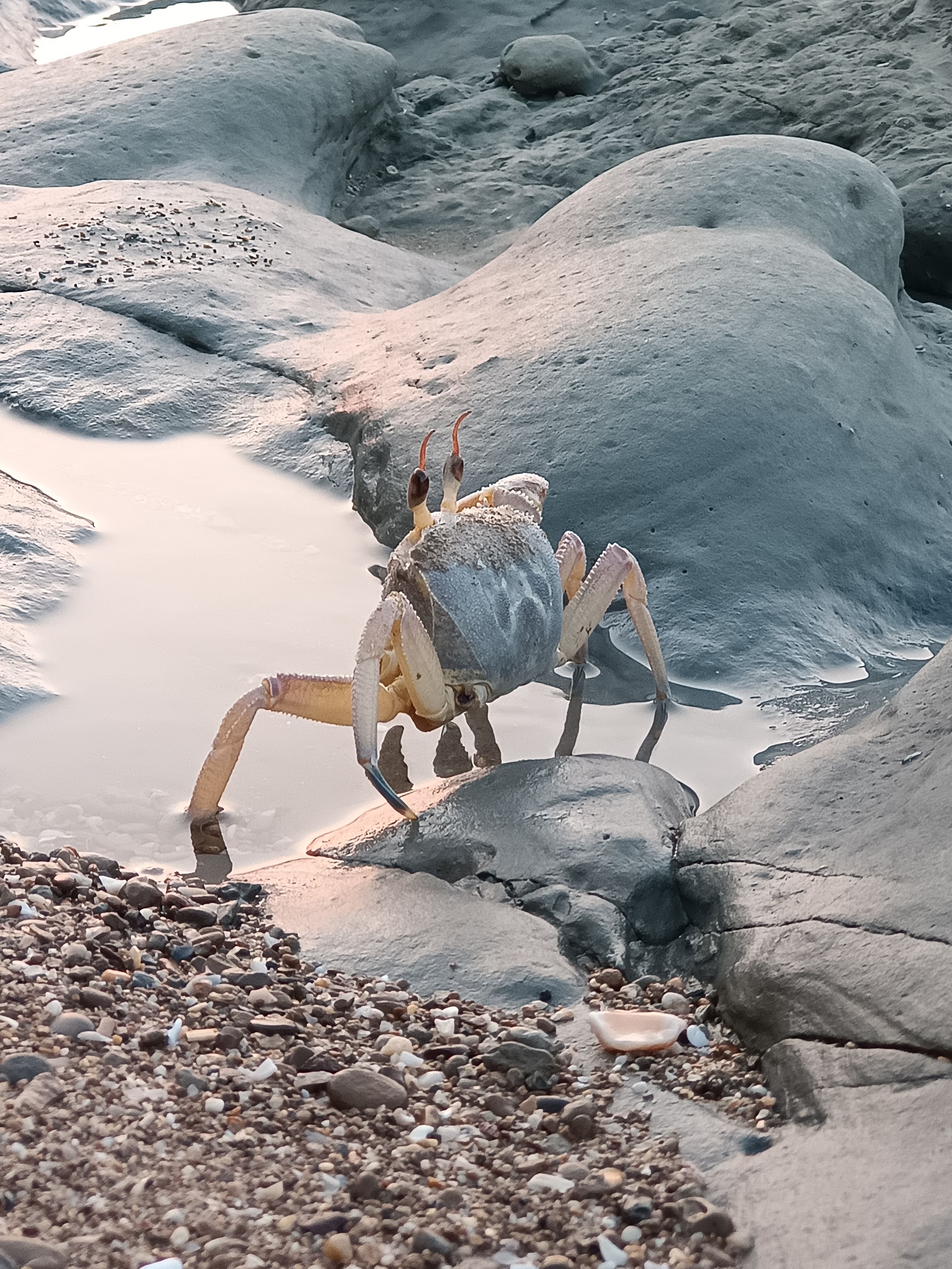 Crab Standing on Hind Legs on a Rocky Seashore · Free Stock Photo