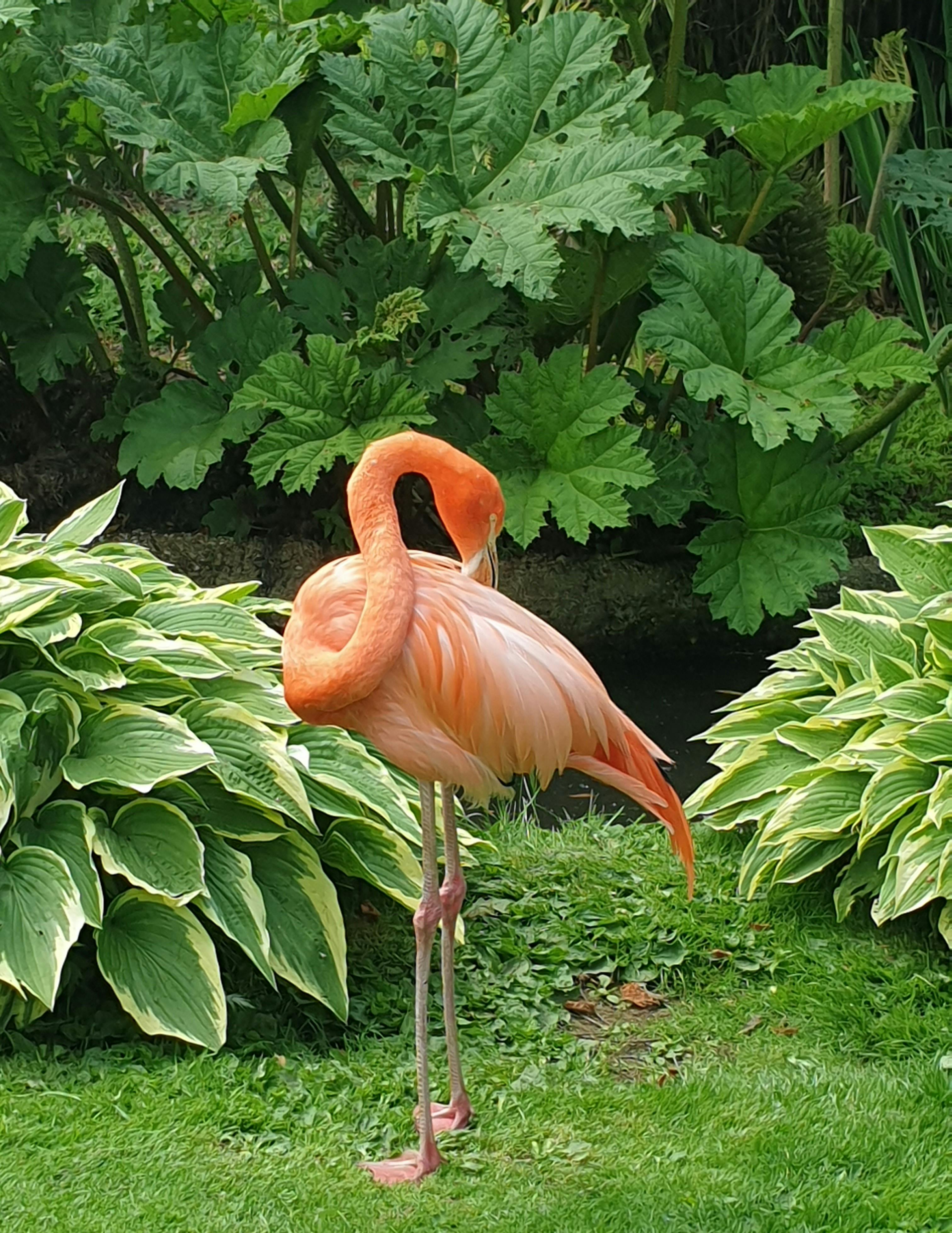 A Pink Flamingo · Free Stock Photo