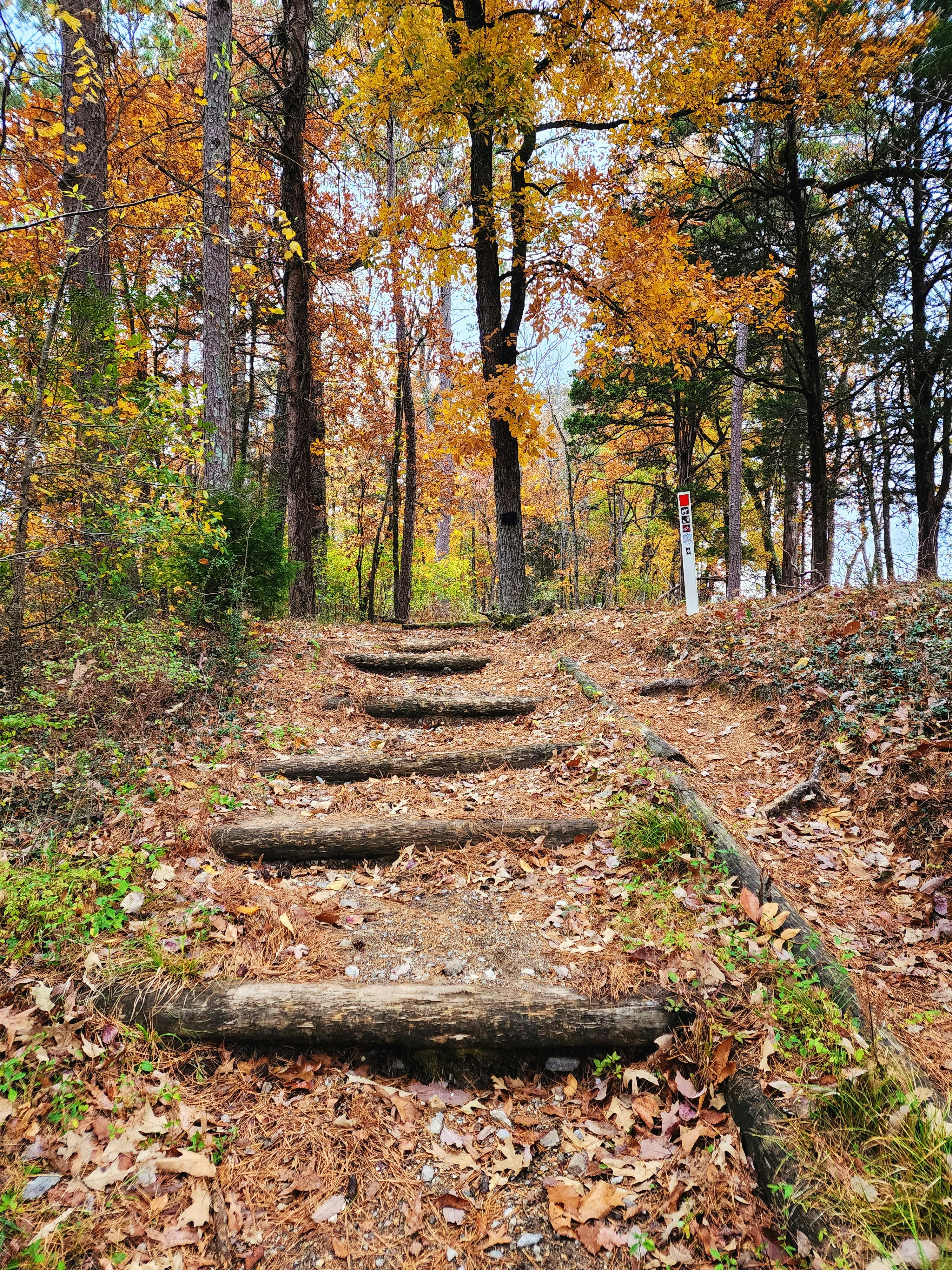 Landscape Photography of Trees · Free Stock Photo