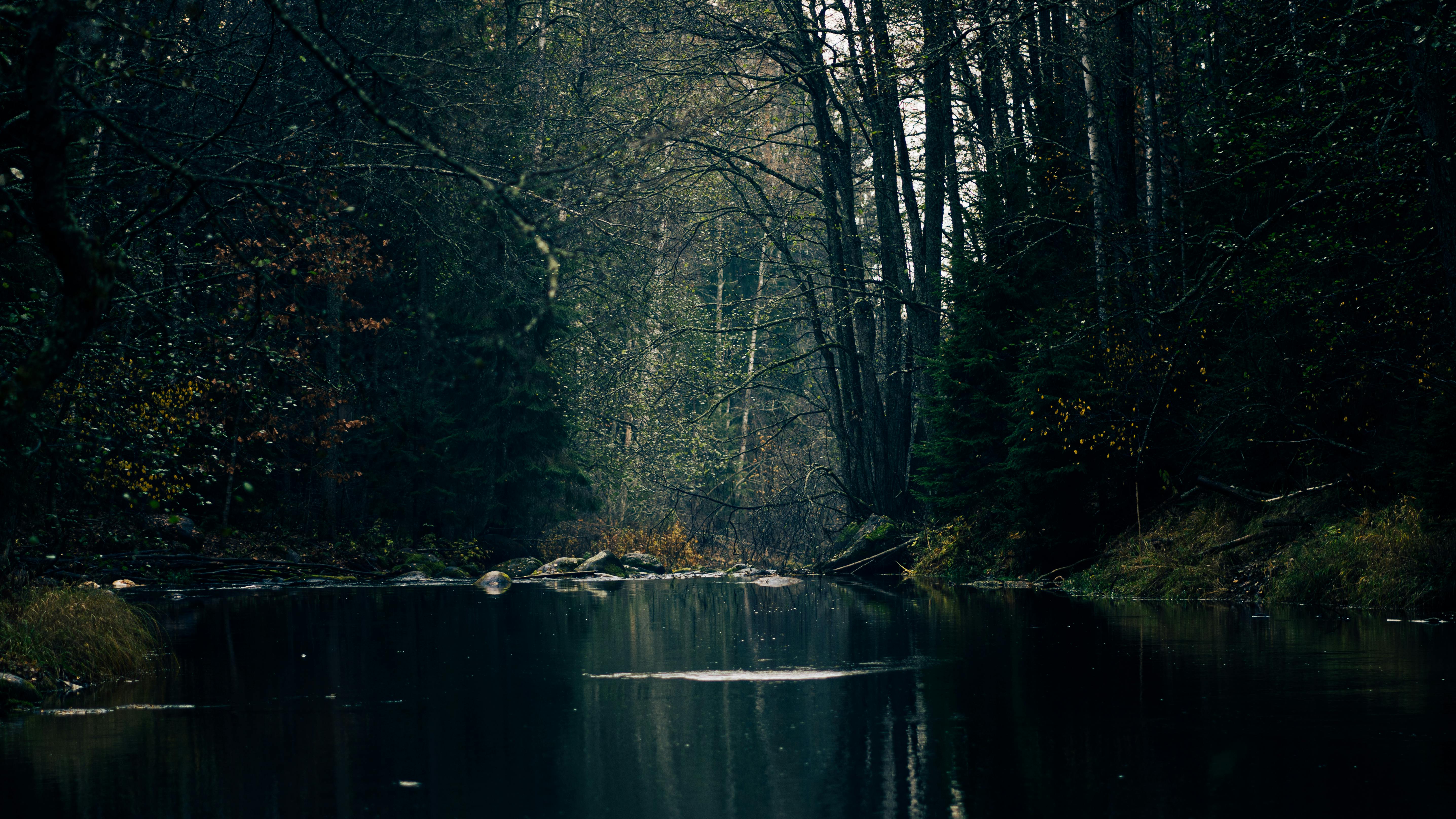 Lake in Dark Dense Forest · Free Stock Photo