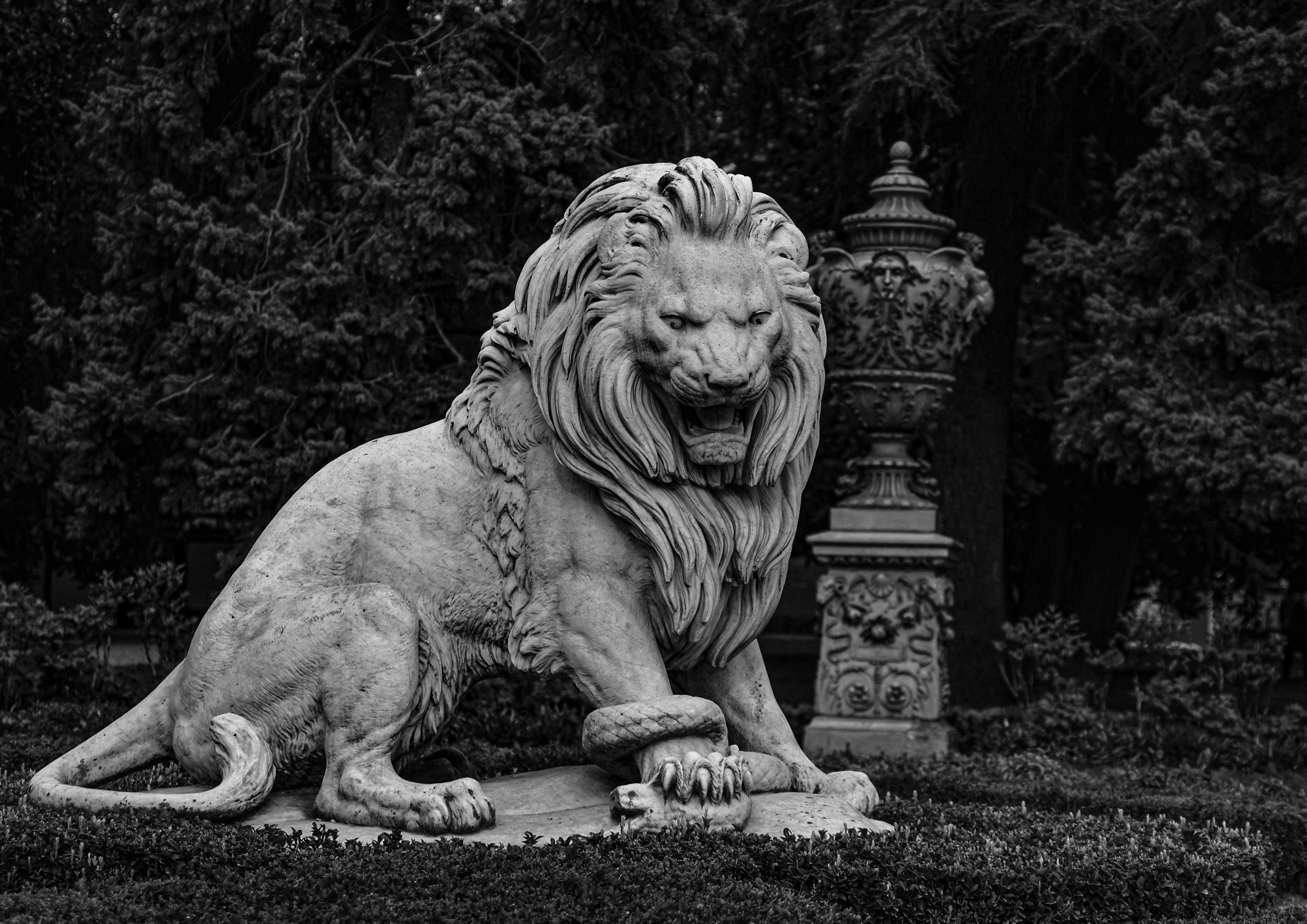 Lion Grayscale Photos, Download The BEST Free Lion Grayscale Stock ...
