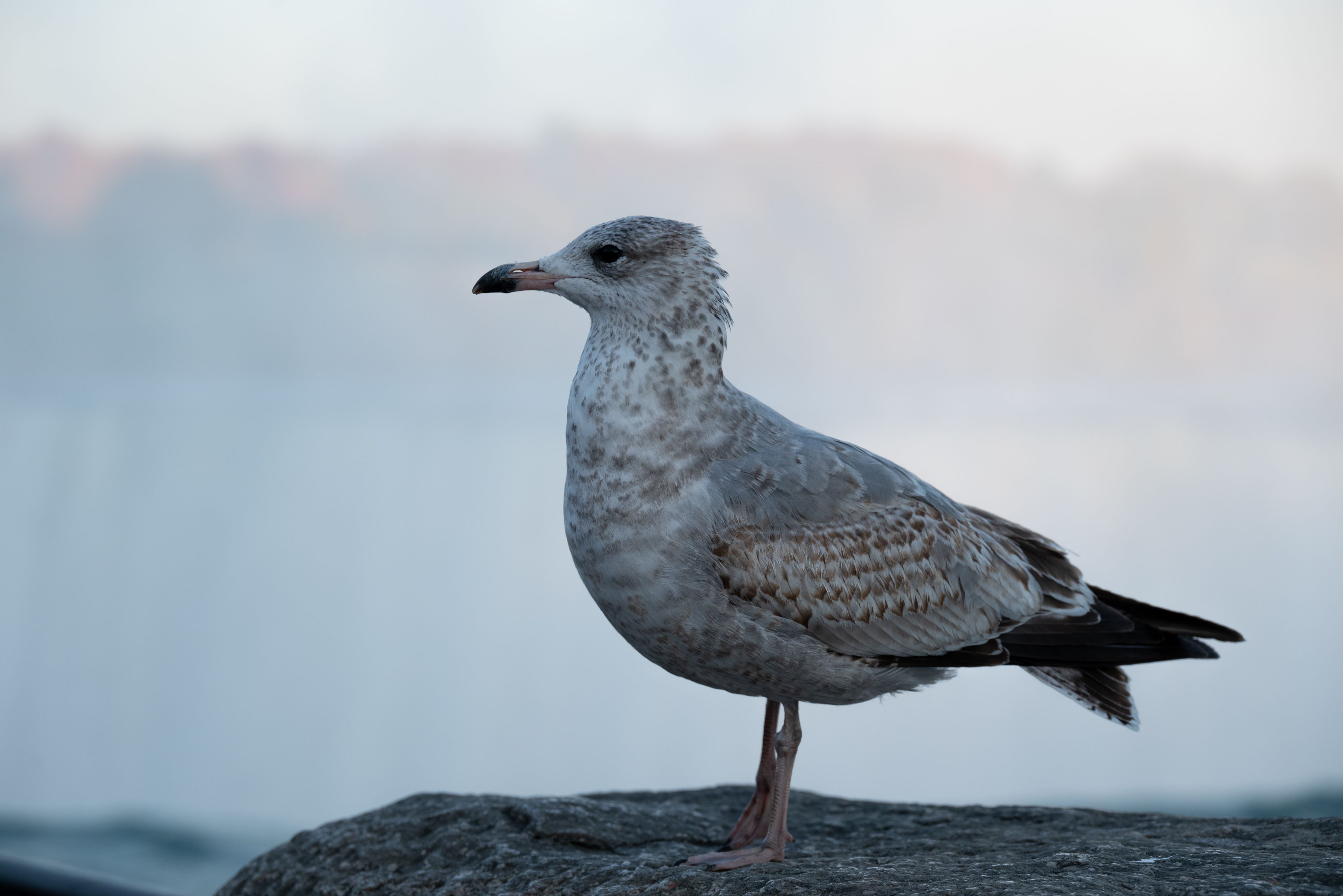 European Herring Gull Flying Under Blue Sky · Free Stock Photo