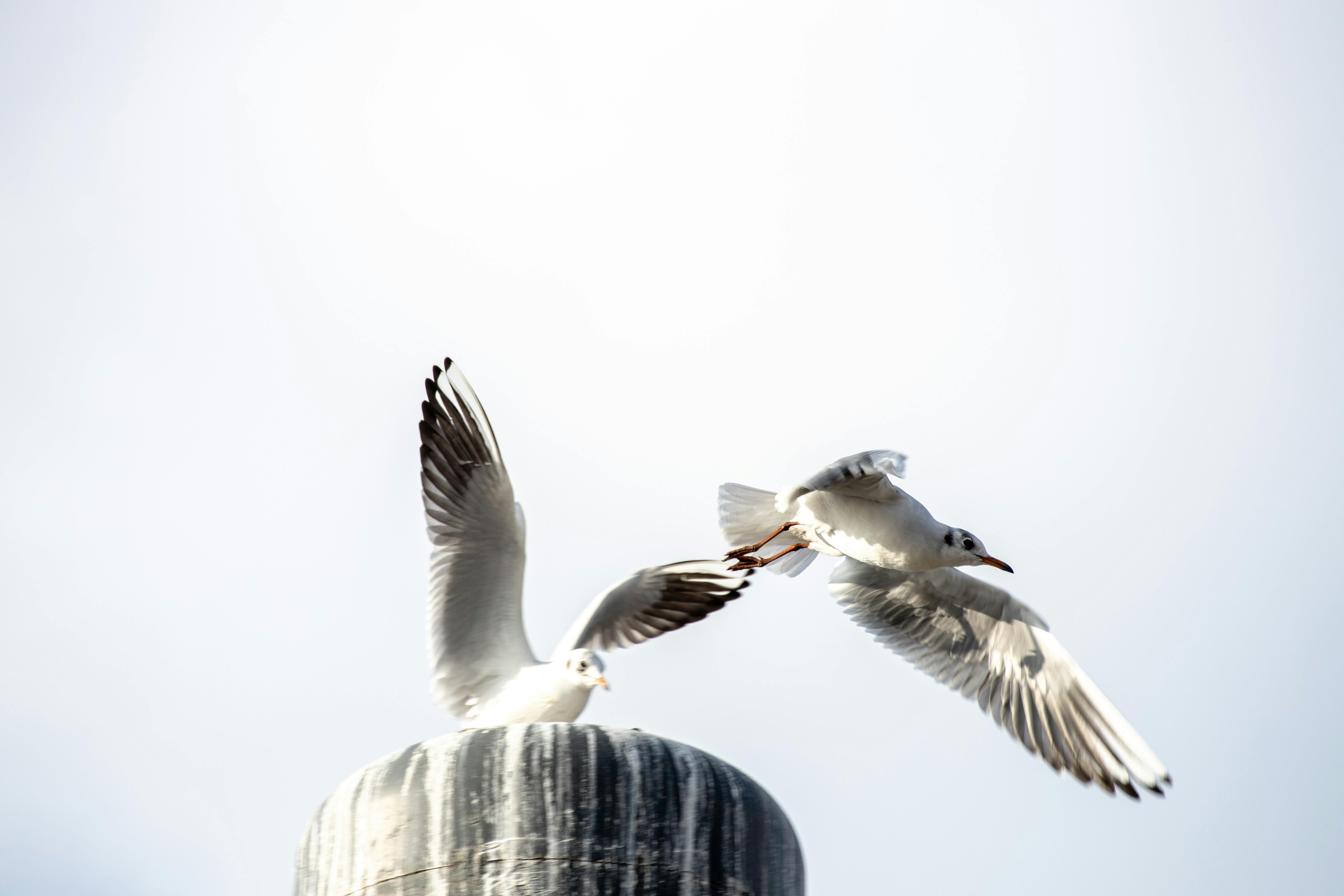 Flying Gulls in the Sky · Free Stock Photo